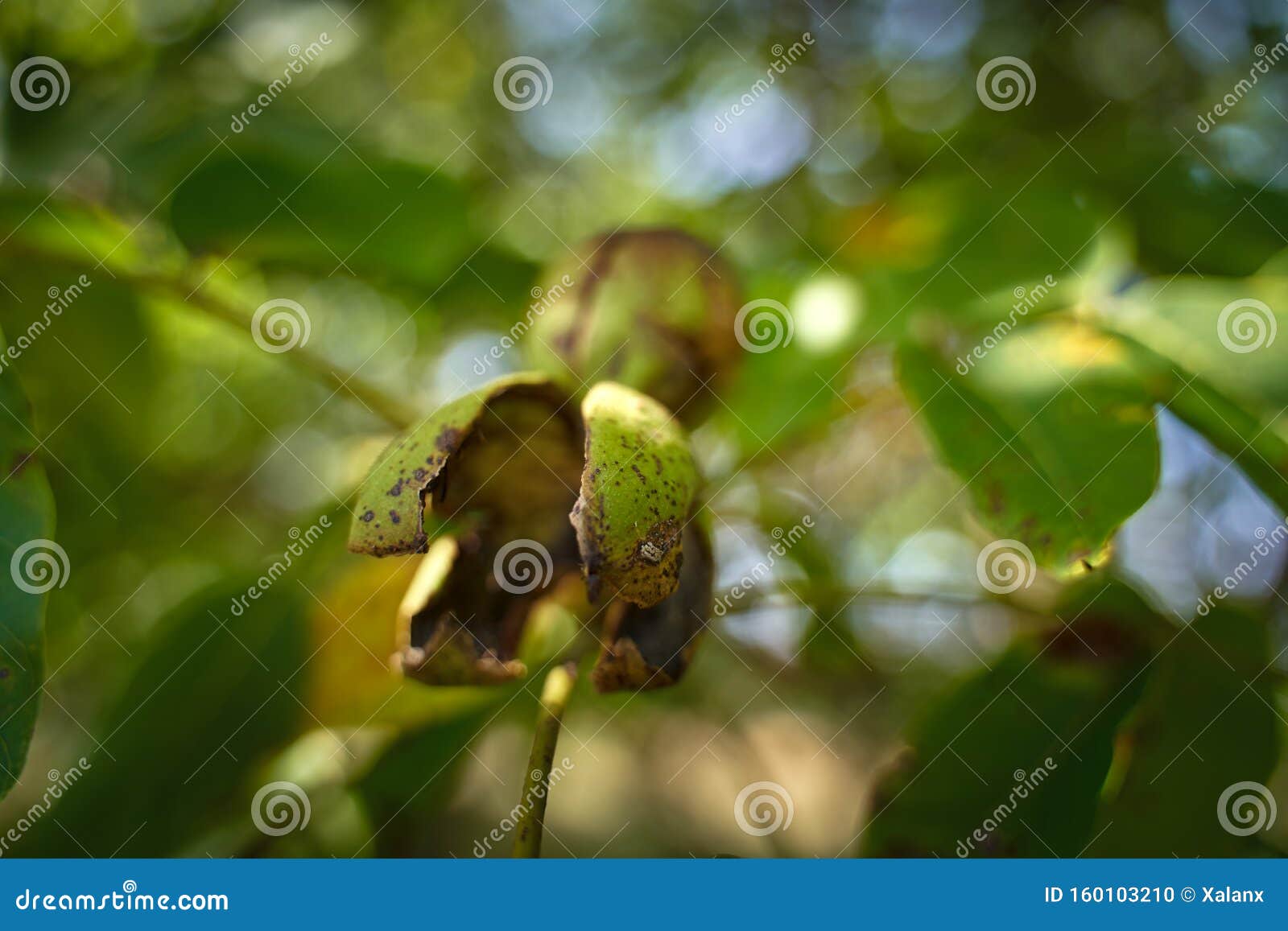Ripen walnuts in the tree stock photo. Image of countryside - 160103210