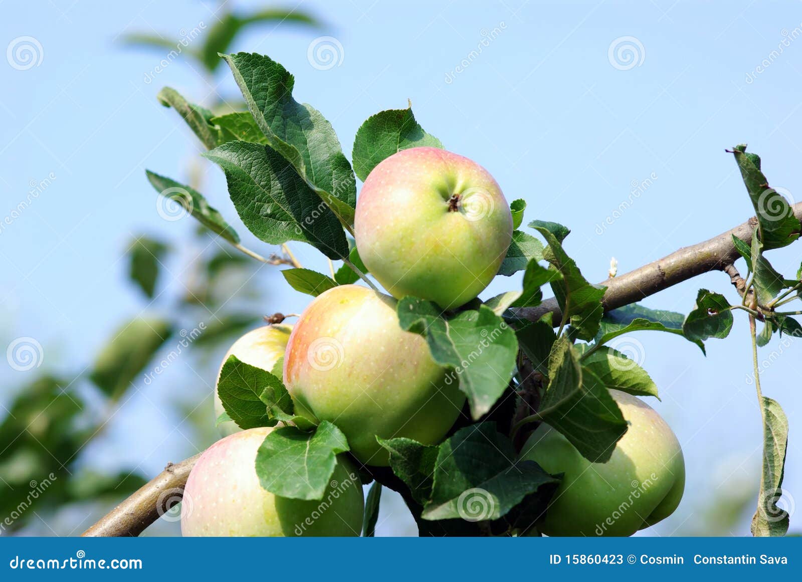 Ripened apples stock image. Image of fruit, bright, beauty - 15860423