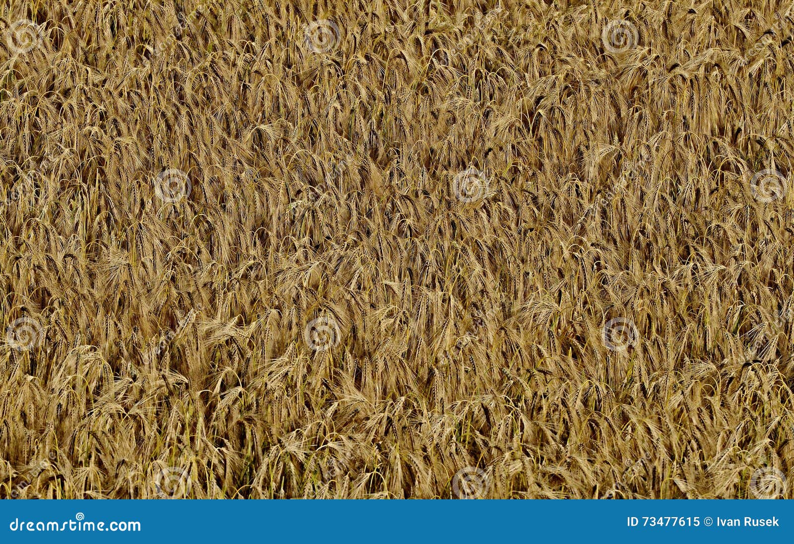 Ripened barley stock image. Image of field, barley, ocher - 73477615