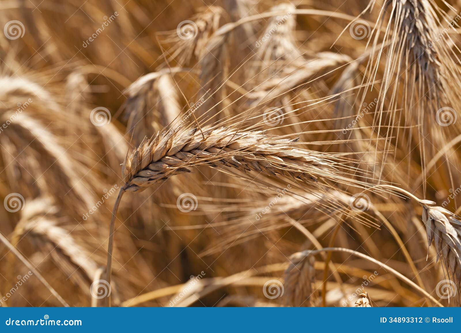 The ripened cereals stock photo. Image of food, corn - 34893312
