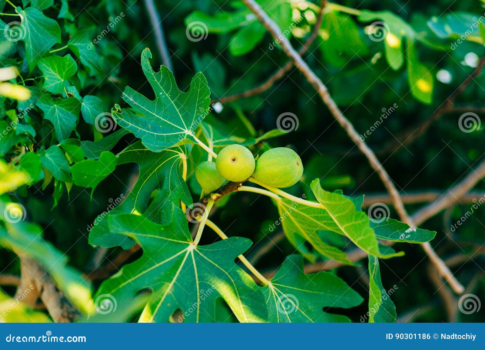 Ripened Figs, Green Fruit. Fig Trees Stock Photo - Image of nature ...