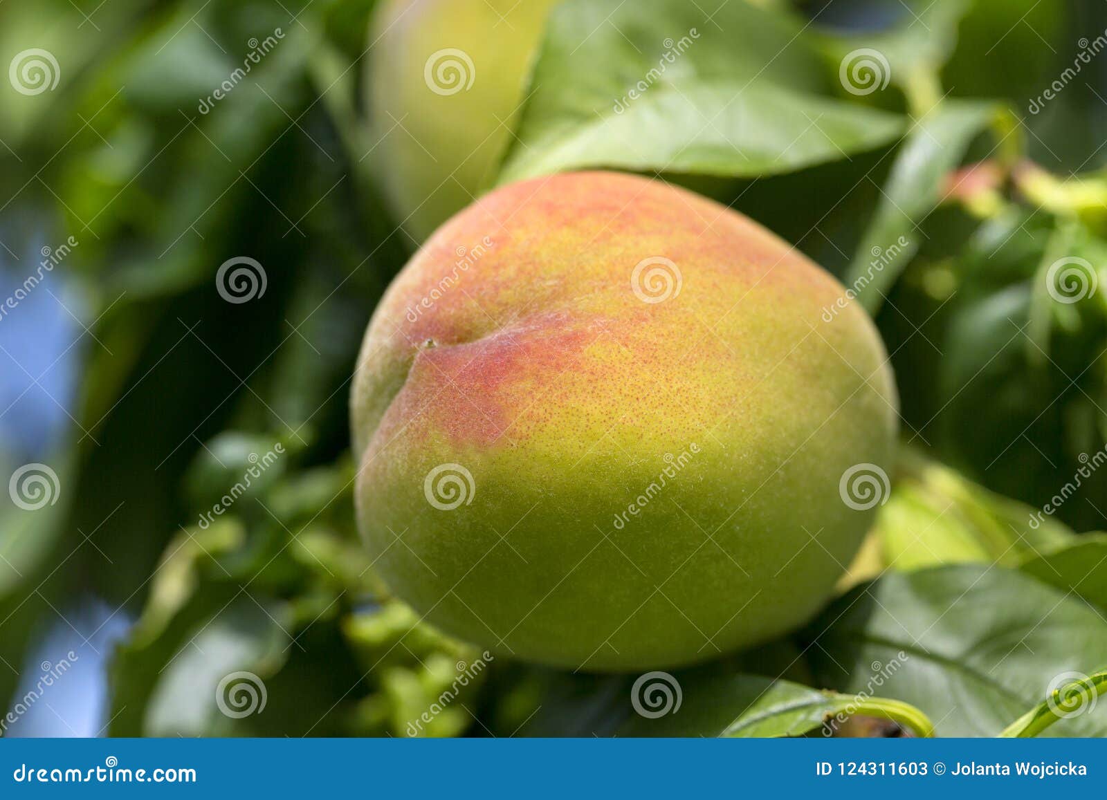 Ripened Fruit of Peach on the Tree Stock Image - Image of orchard ...