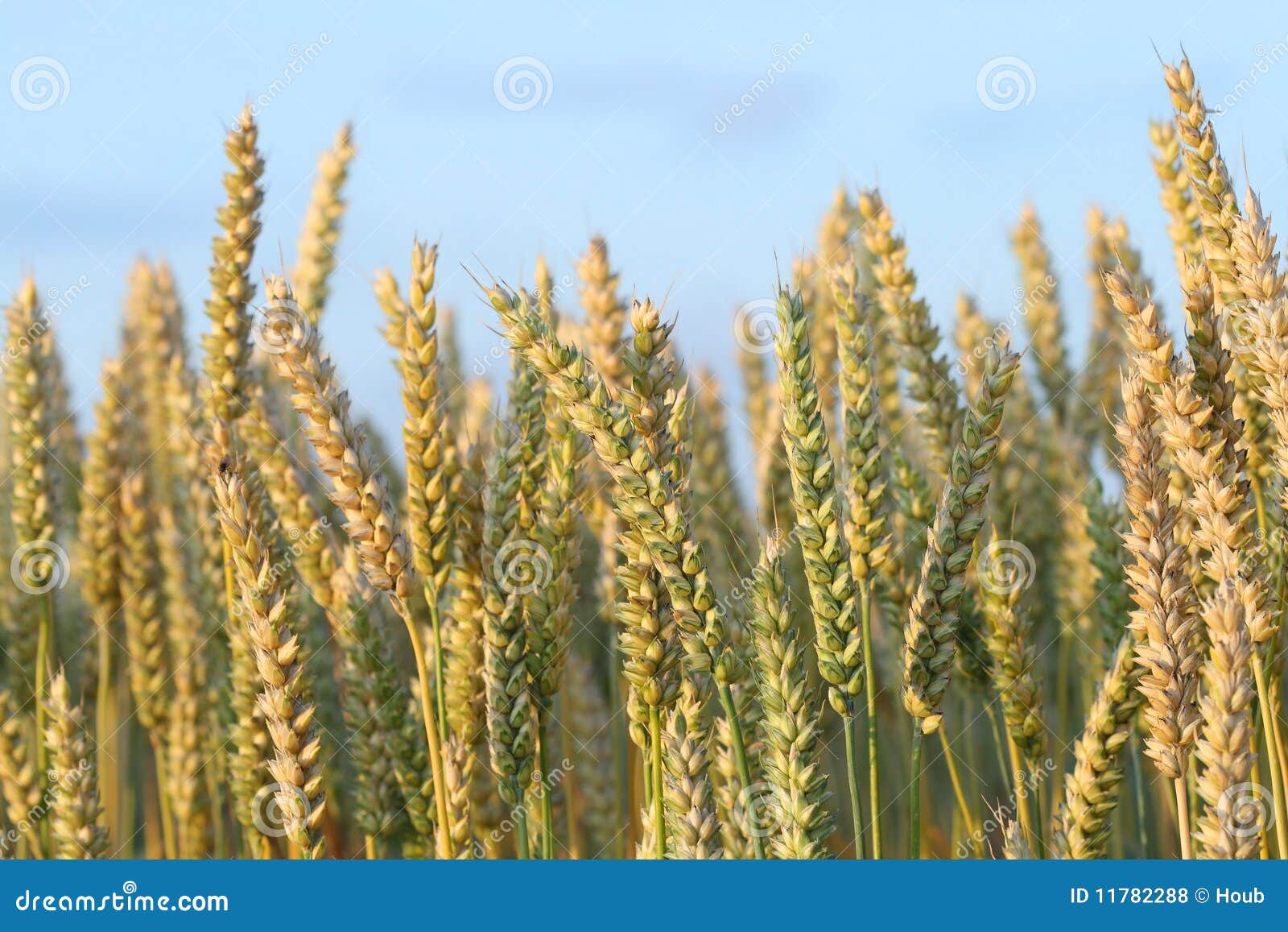 Ripened Grain Ready for Harvest Stock Photo - Image of drenthe ...