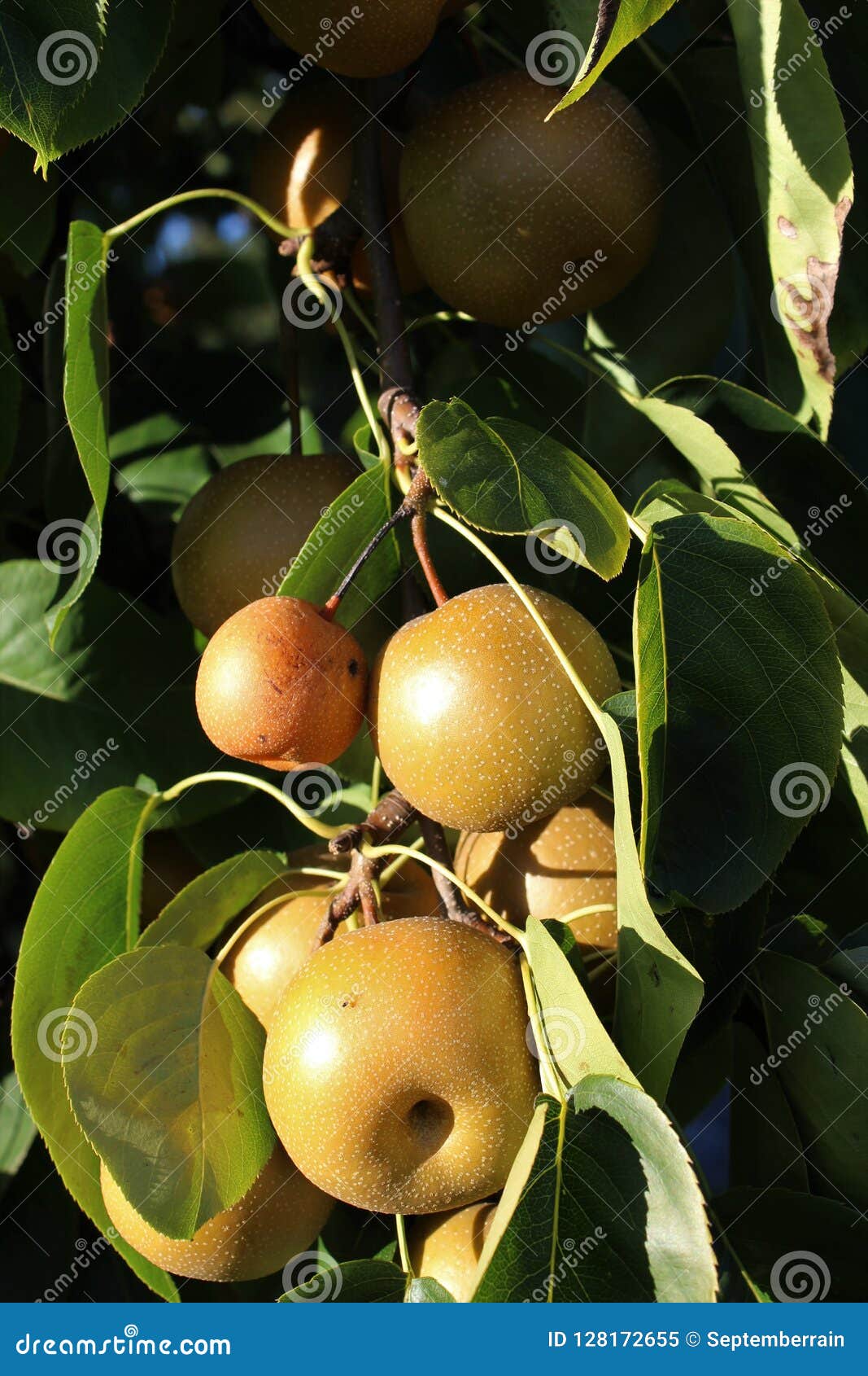 Ripened Pears on a Tree in Fall Stock Image - Image of large, healthy ...