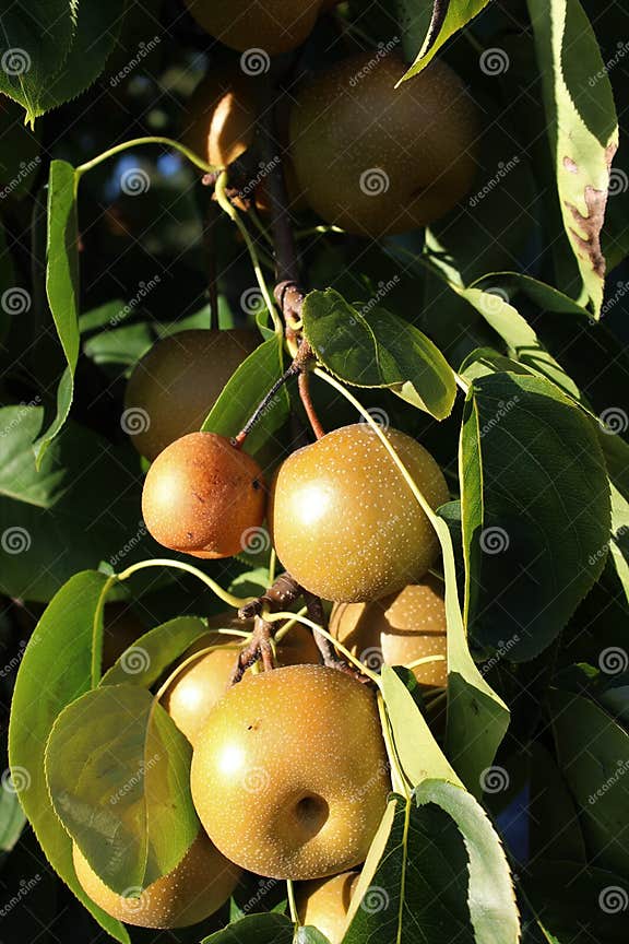 Ripened Pears on a Tree in Fall Stock Image - Image of large, healthy ...