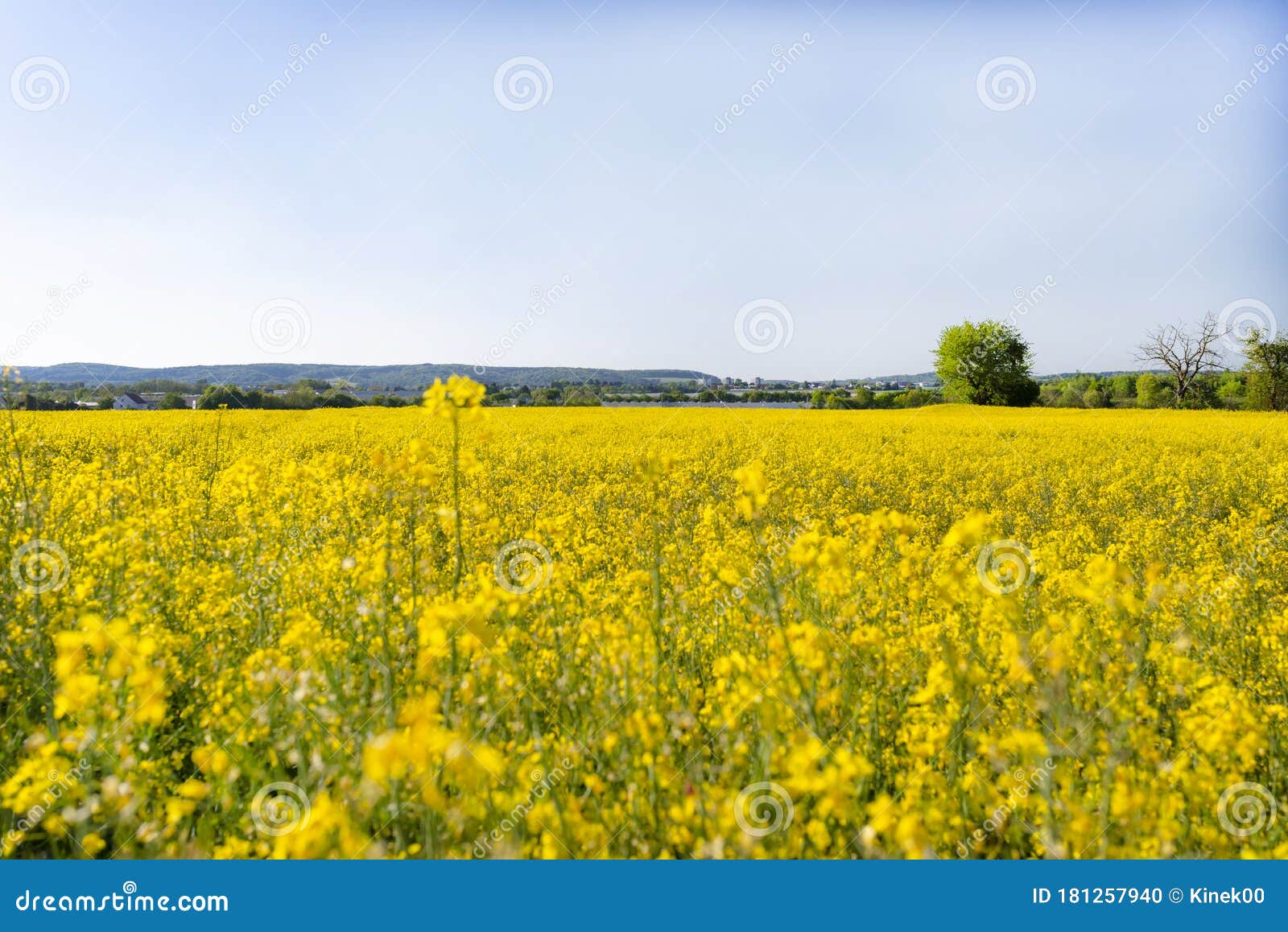 Ripened Rapeseed on a Field in Western Germany, in the Background a ...