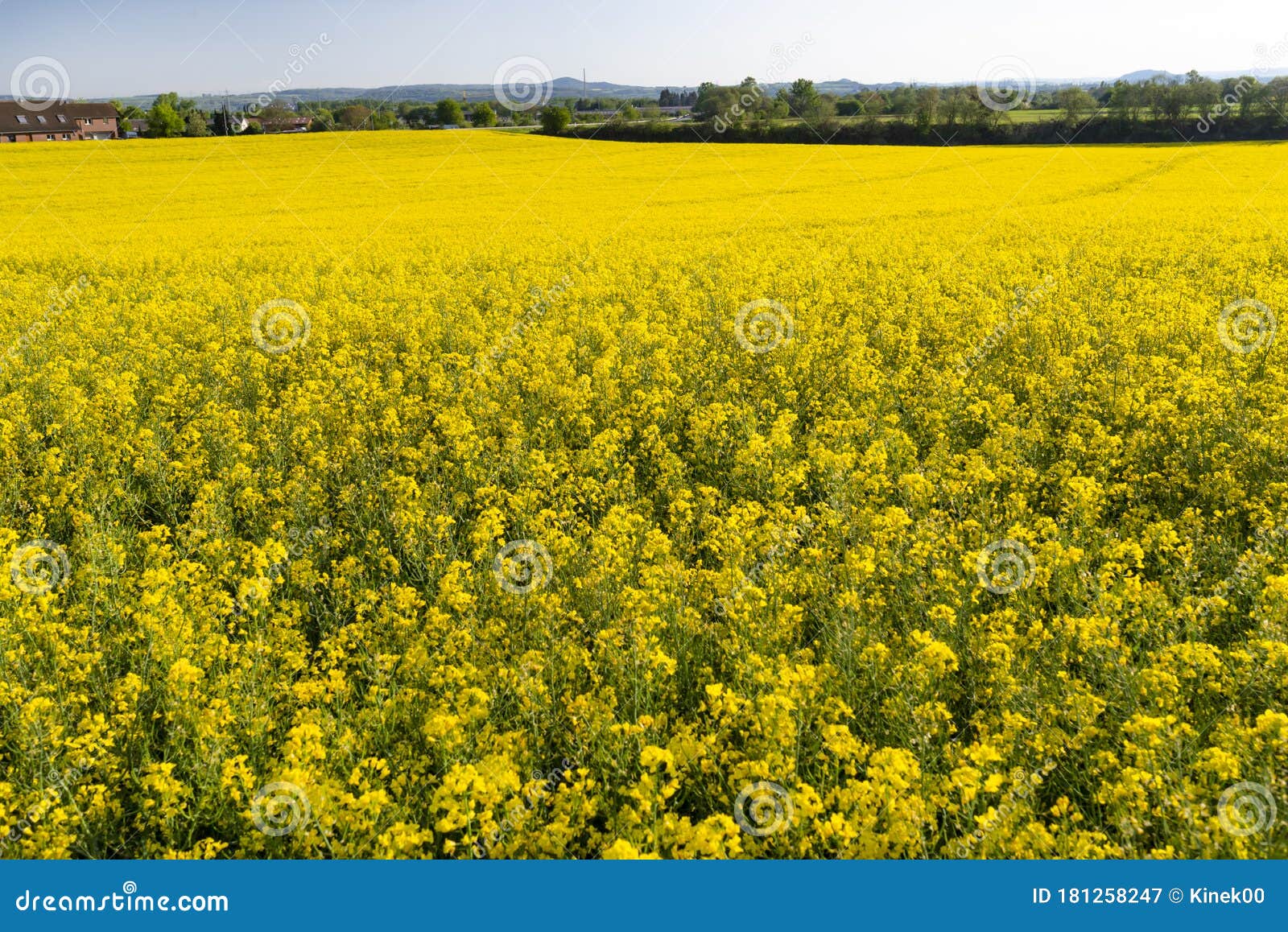 Ripened Rapeseed on a Field in Western Germany, in the Background a ...