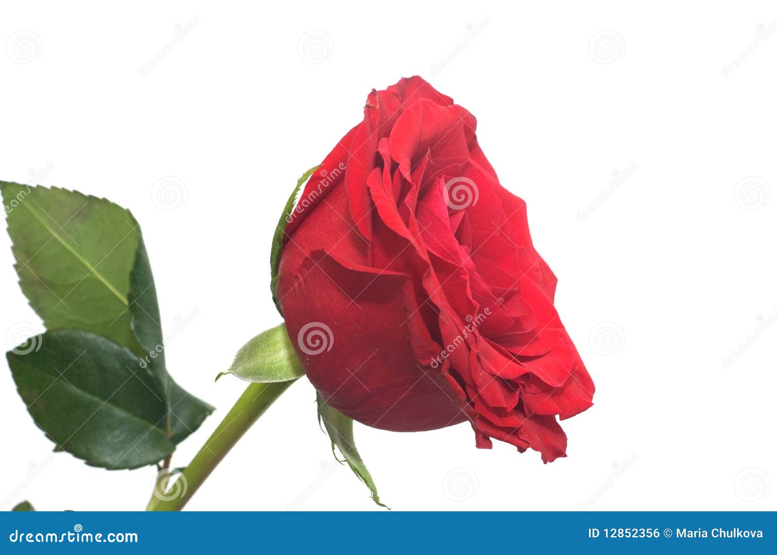 The Ripened Red Fragrant Rose Stock Photo - Image of natural ...
