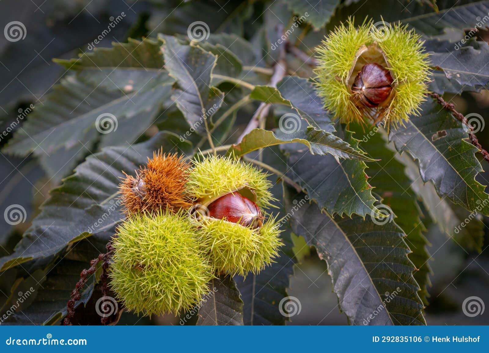 The Ripened Sweet Chestnut in the Chestnut Tree Stock Photo - Image of ...