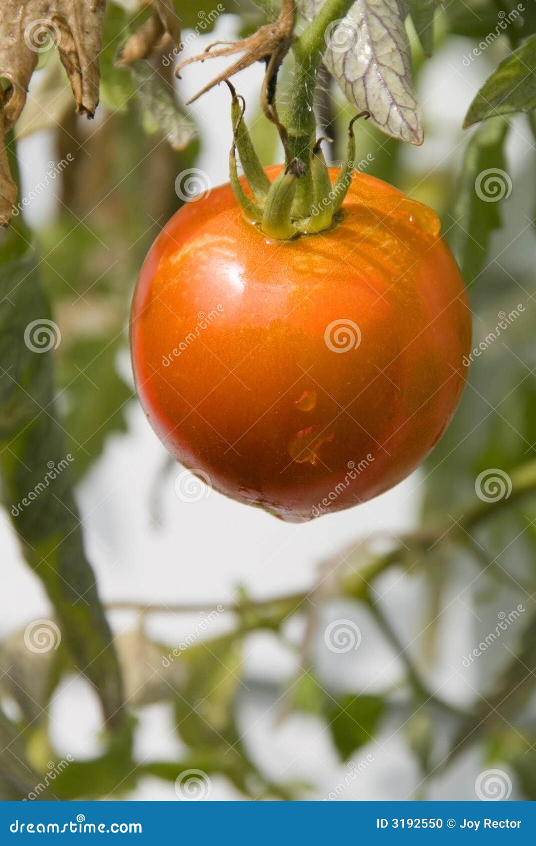 Ripened Tomato after Rain stock photo. Image of tomato - 3192550