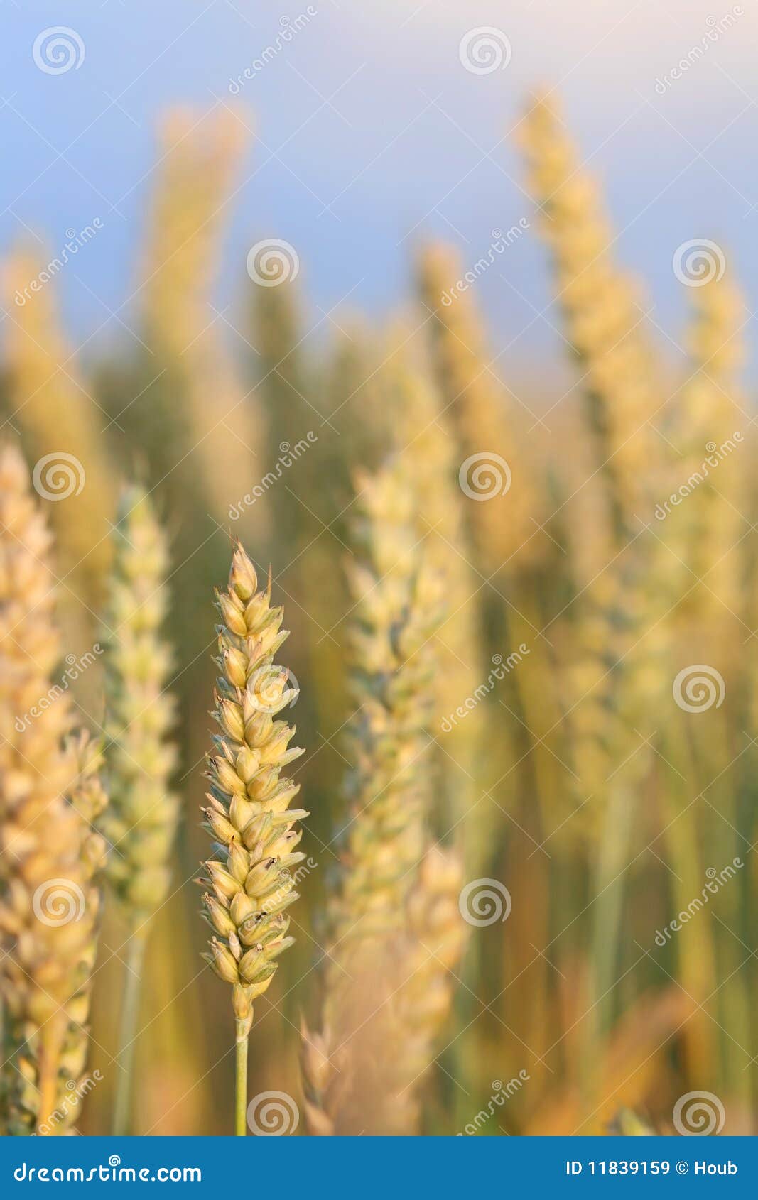 Ripened Wheat Ready for Harvest Stock Image - Image of health, idyllic ...
