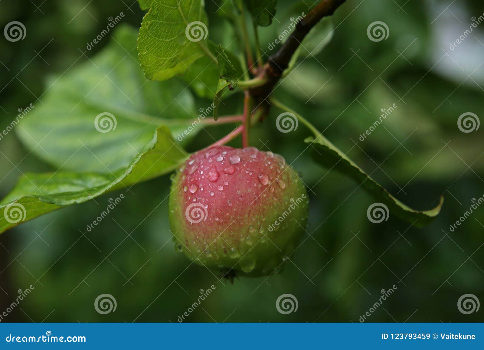 Apple with rain drop stock image. Image of drop, rain - 123793459
