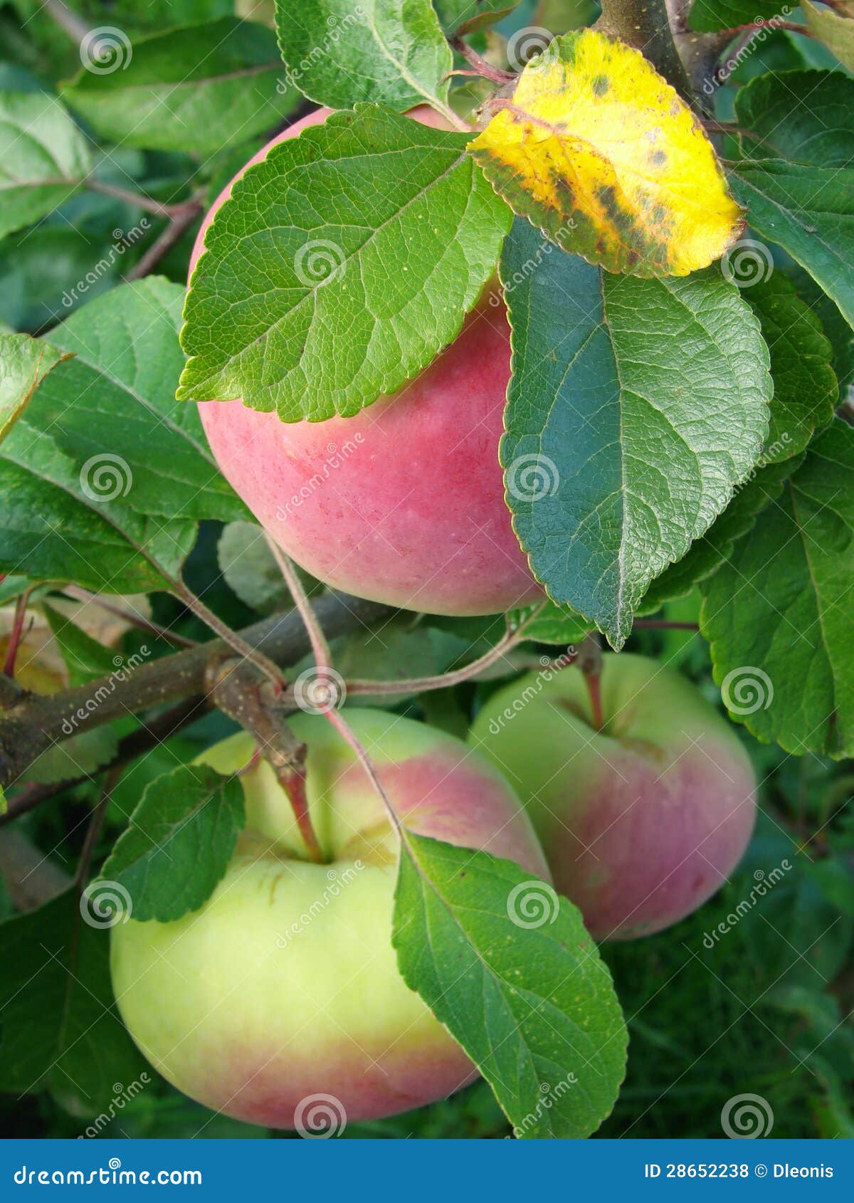 Ripening apples stock photo. Image of apples, summertime - 28652238