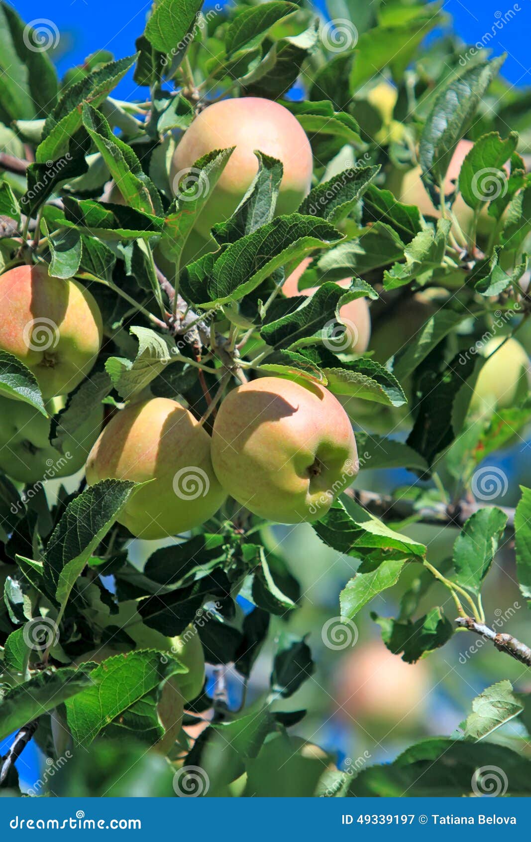Ripening apples on branch stock image. Image of fruit - 49339197