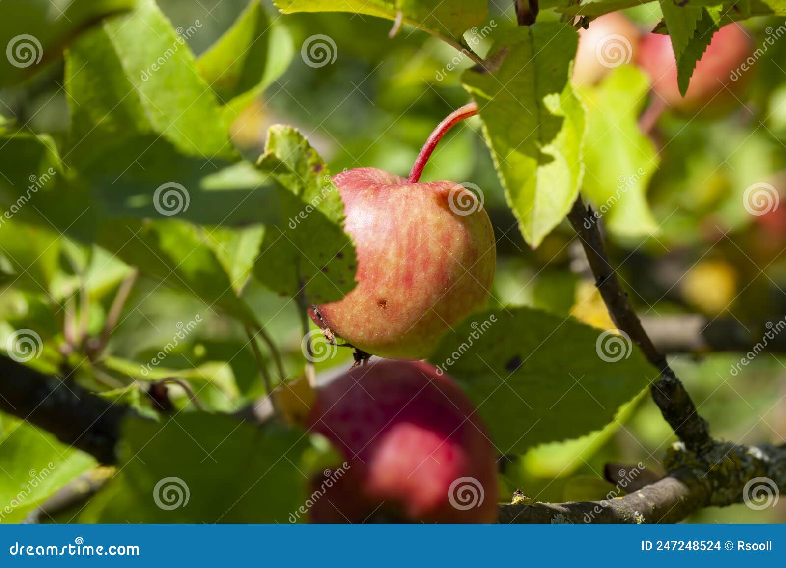 Ripening Apples on the Branches of Trees in the Summer Stock Photo ...