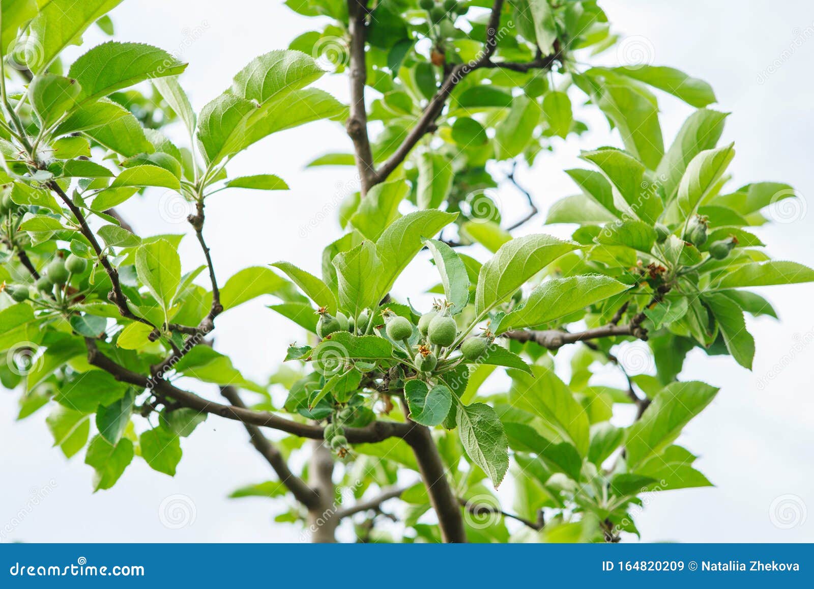Ripening Apples in the Summer Orchard. Unripe Small Green Apples on the ...