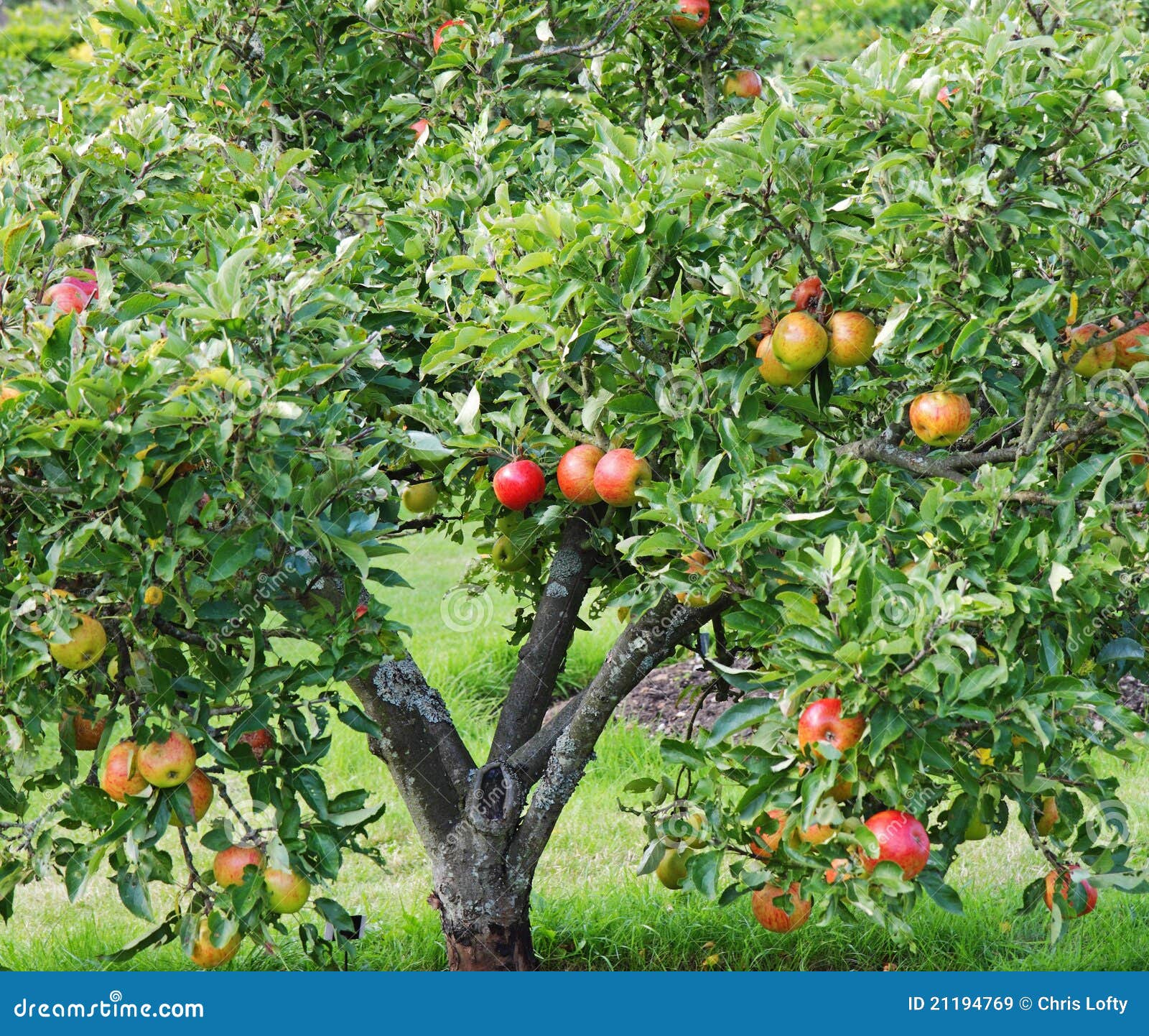 Ripening Apples on a Tree stock image. Image of tree - 21194769