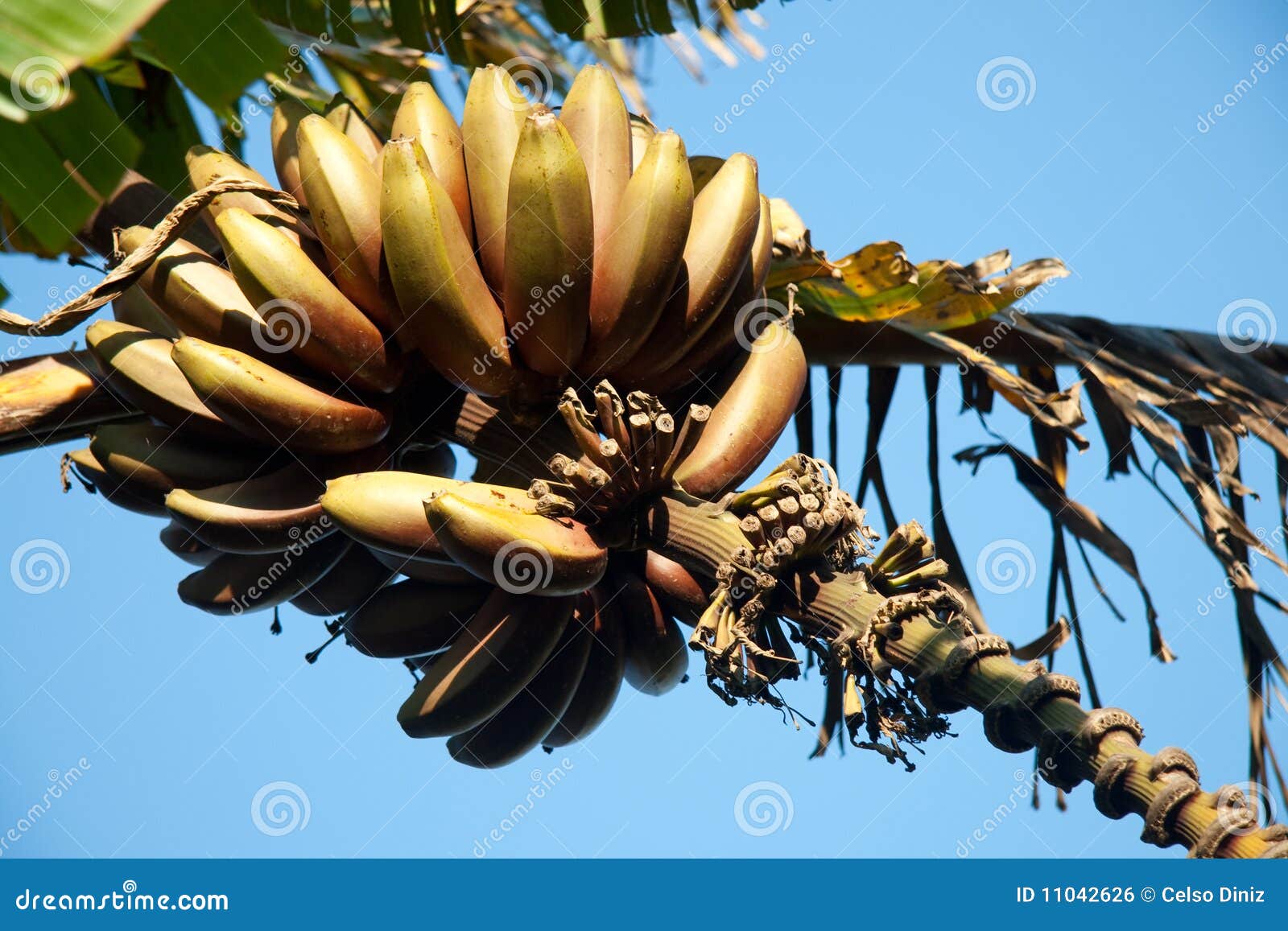 Ripening Bananas stock photo. Image of ripening, tropics - 11042626