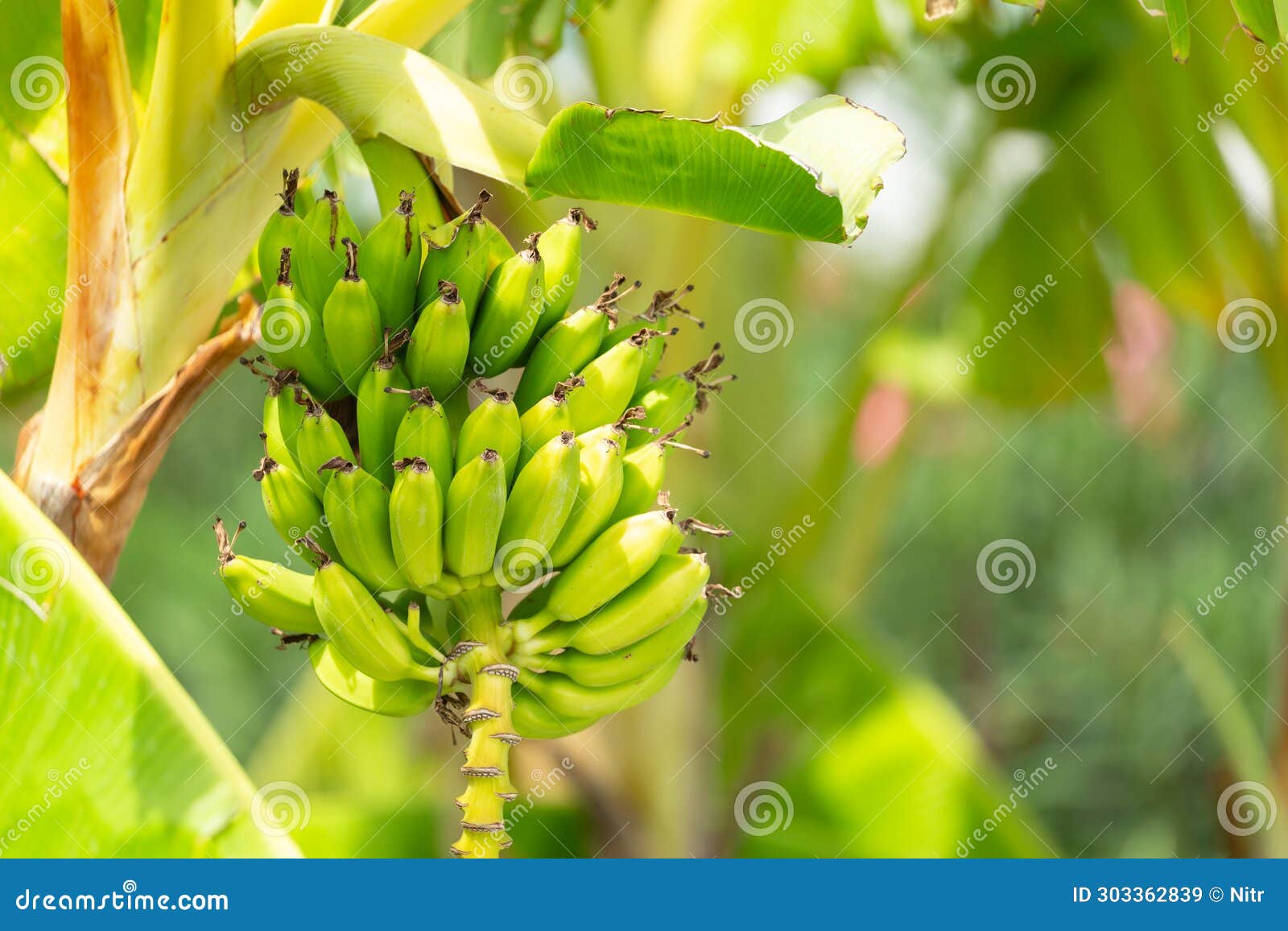 Ripening bananas on a tree stock image. Image of fruit - 303362839