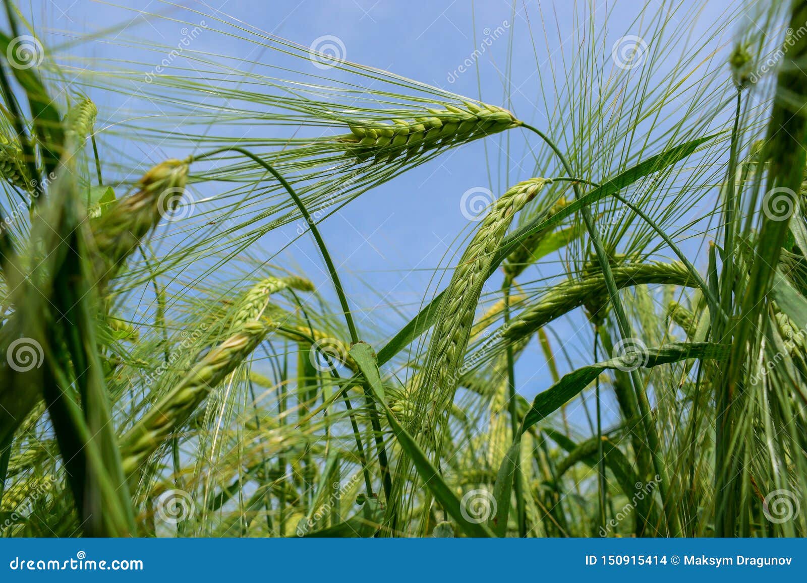 Ripening Barley on the Field Stock Photo - Image of seed, plant: 150915414