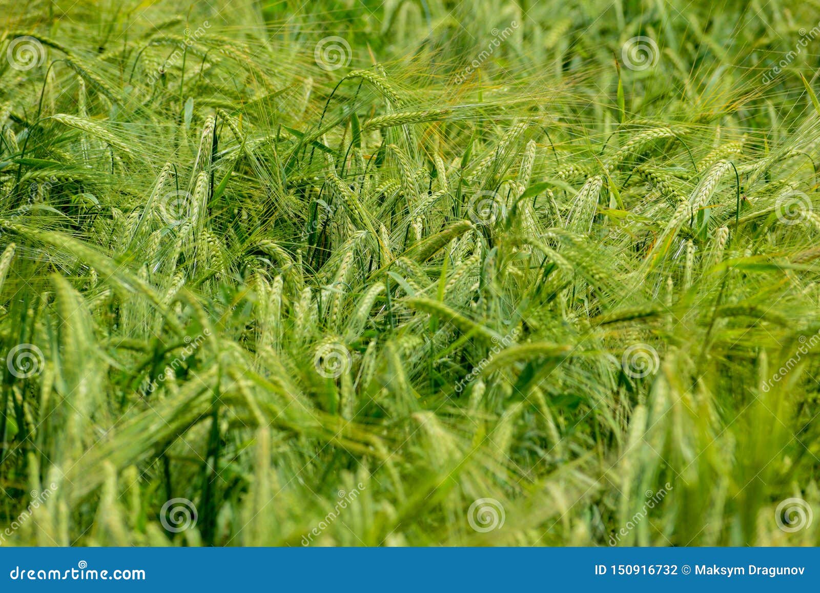Ripening Barley on the Field Stock Photo - Image of nature, agriculture ...