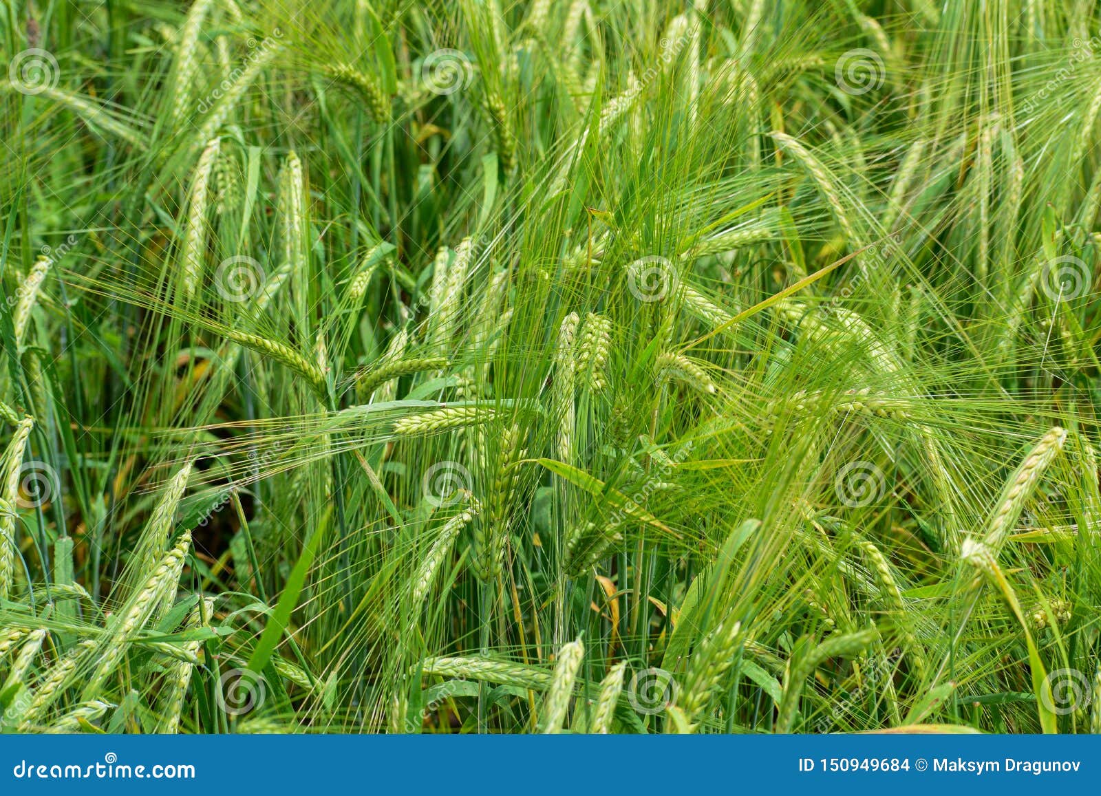 Ripening Barley on the Field Stock Photo - Image of agriculture, nature ...