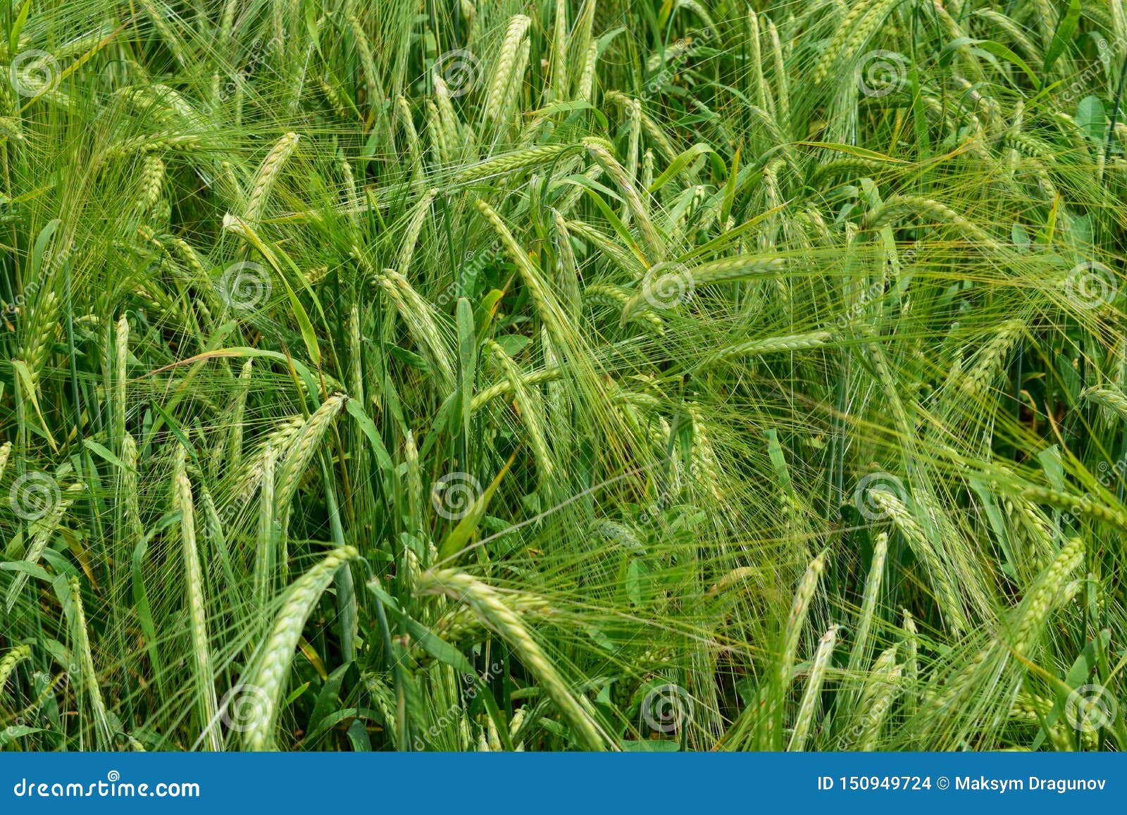 Ripening Barley on the Field Stock Photo - Image of harvest, grain ...