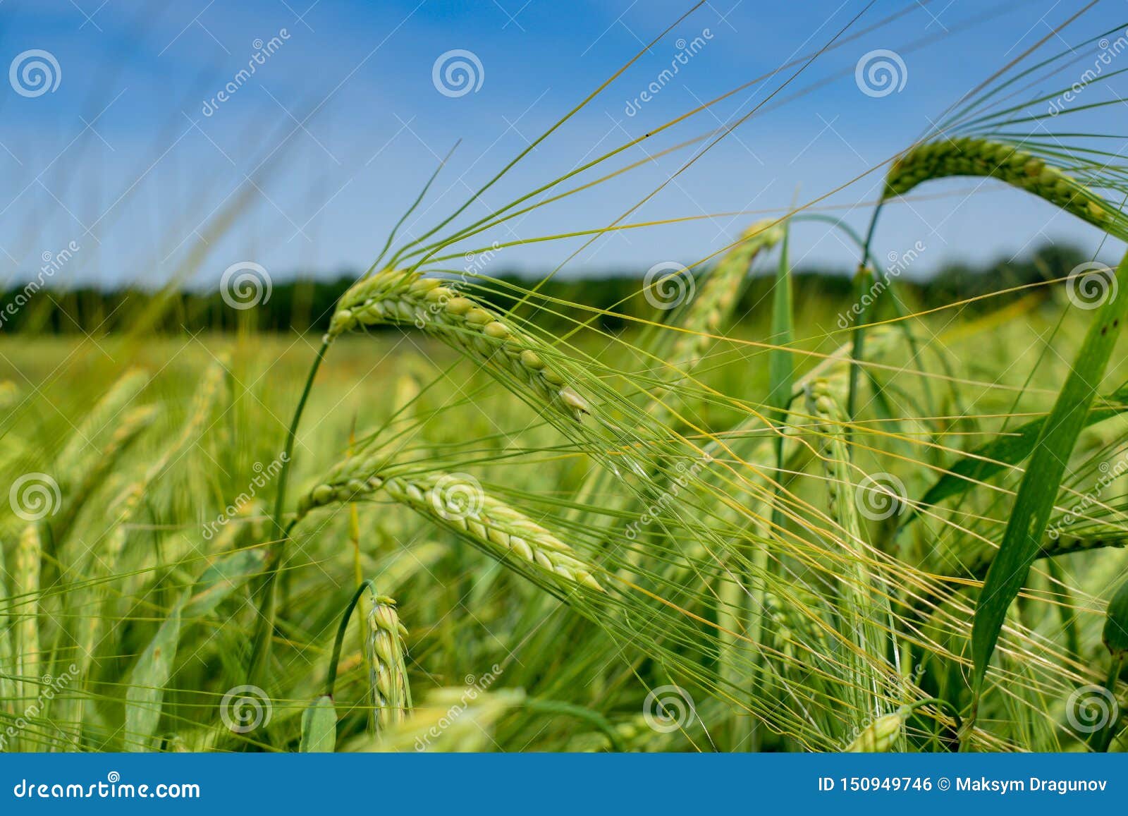 Ripening Barley on the Field Stock Photo - Image of landscape, yellow ...