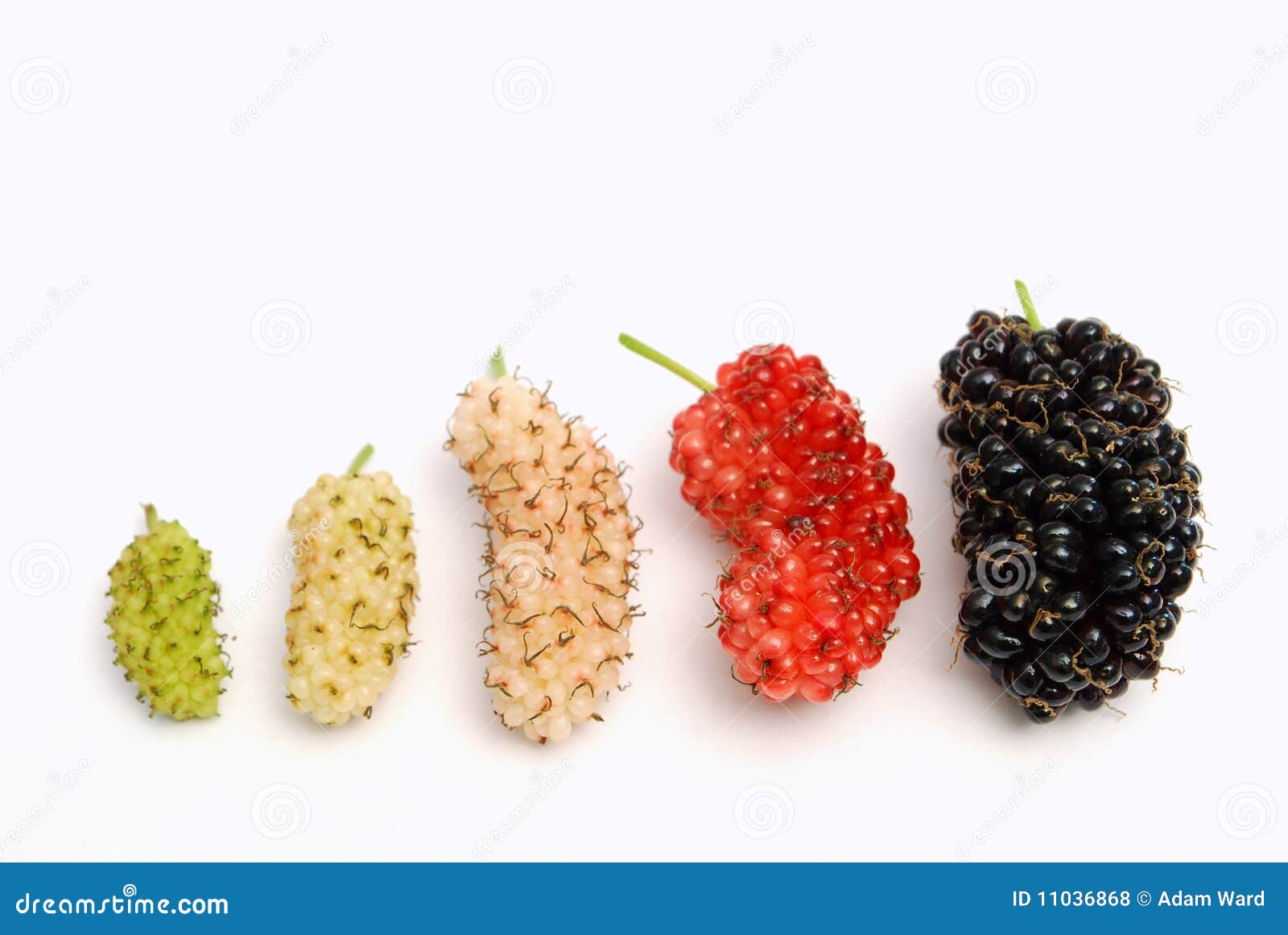 Ripening berries stock photo. Image of color, development - 11036868