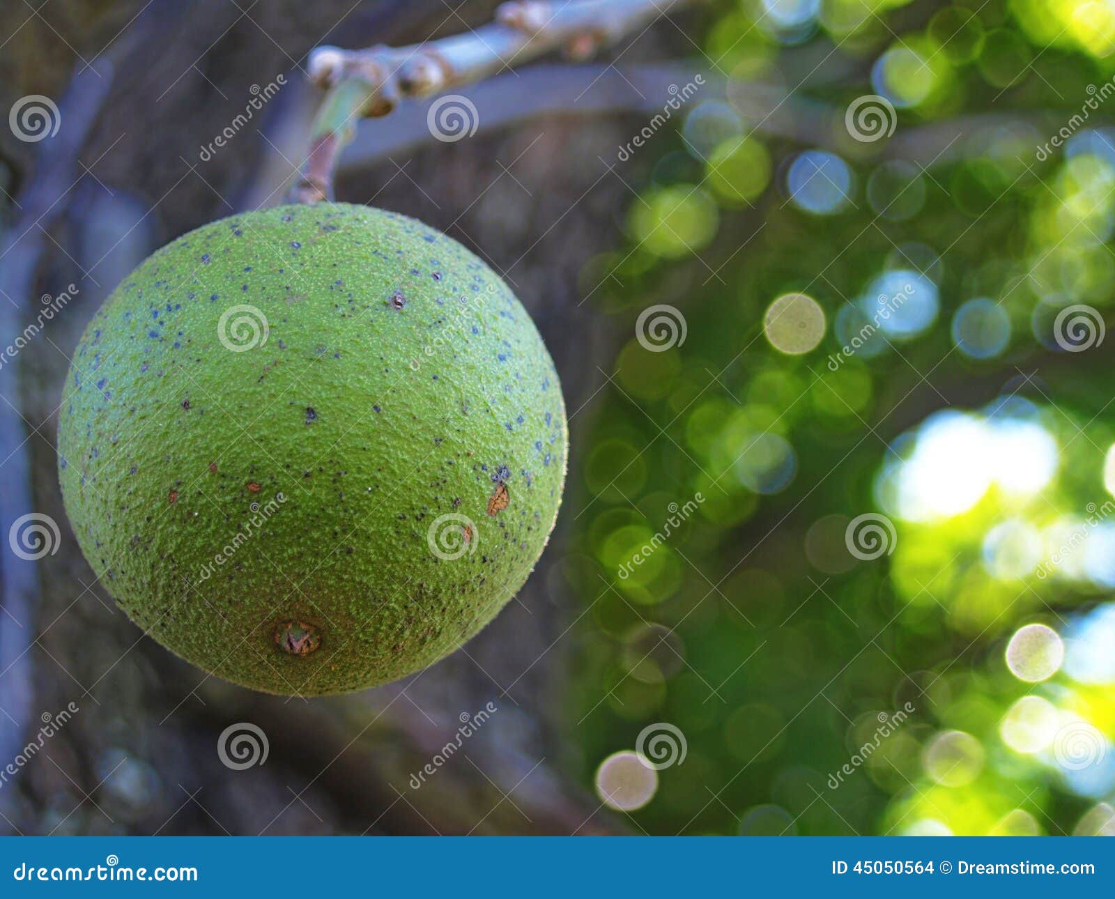 A Ripening Black Walnut Hanging from a Tree Stock Photo - Image of ...