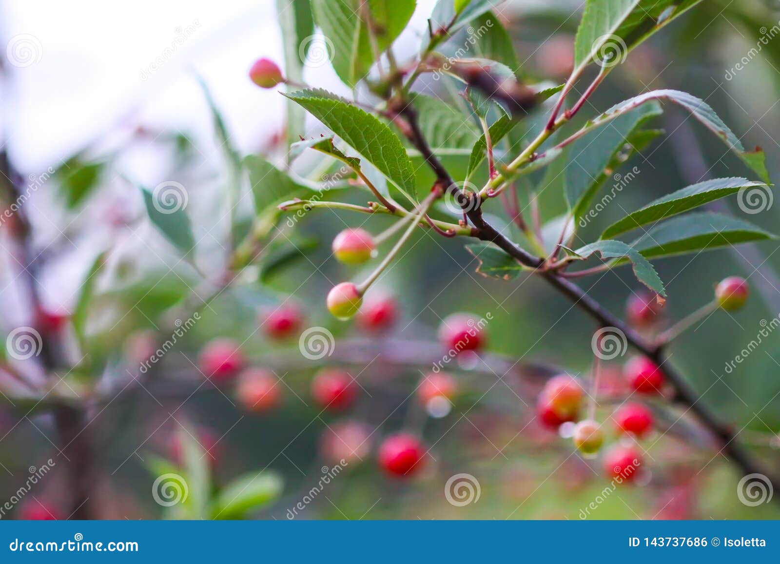 Ripening Cherries on the Branch of Cherry Tree in Summer Garden. Stock ...