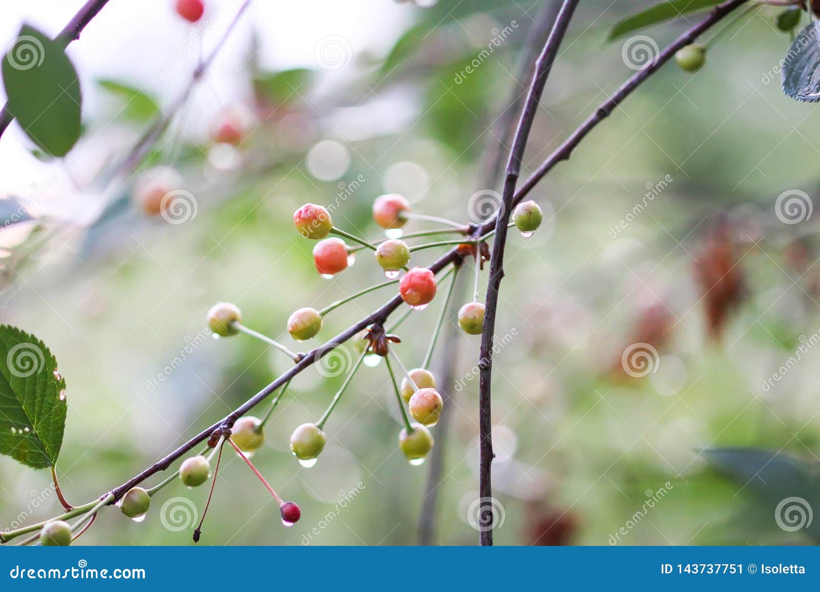 Ripening Cherries on the Branch of Cherry Tree in Summer Garden. Stock ...