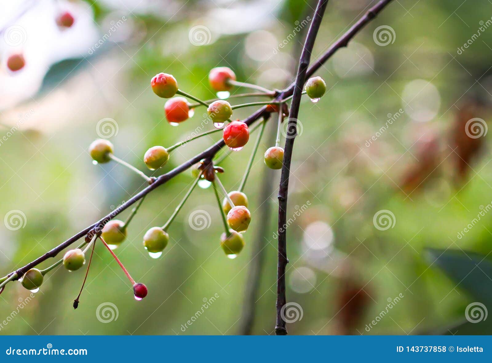 Ripening Cherries on the Branch of Cherry Tree in Summer Garden. Stock ...