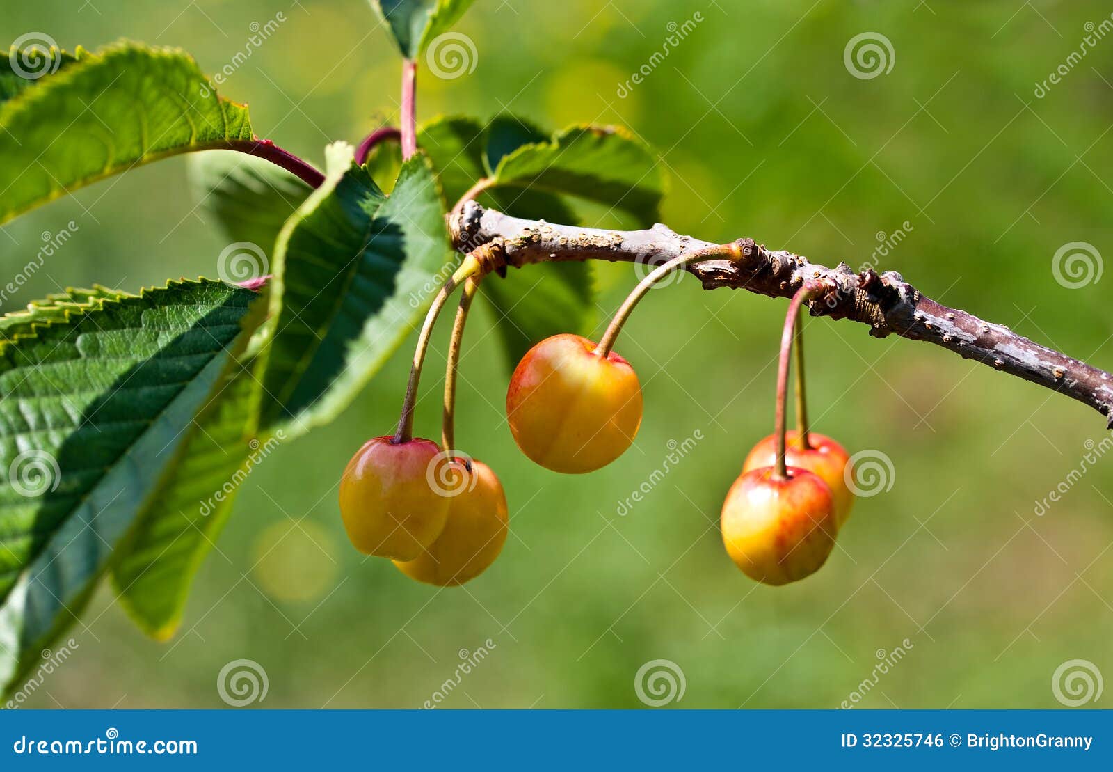 Ripening Cherries on Branch Stock Photo - Image of nutritious, leafy ...