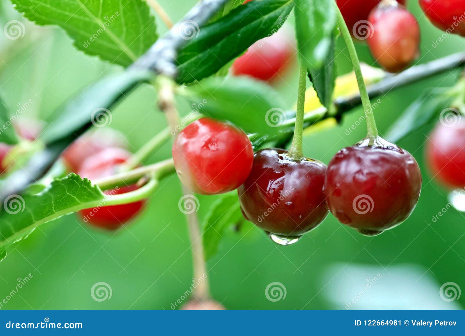 Ripening Cherries from the Rain Drops on the Branches Stock Image ...