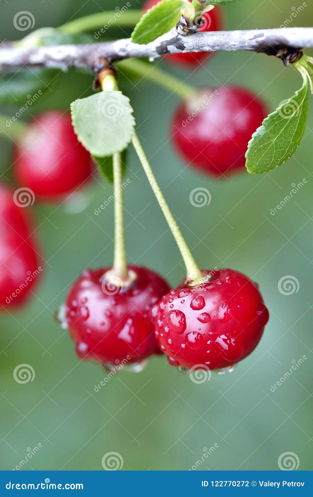 Ripening Cherries from the Rain Drops on the Branches Stock Photo ...