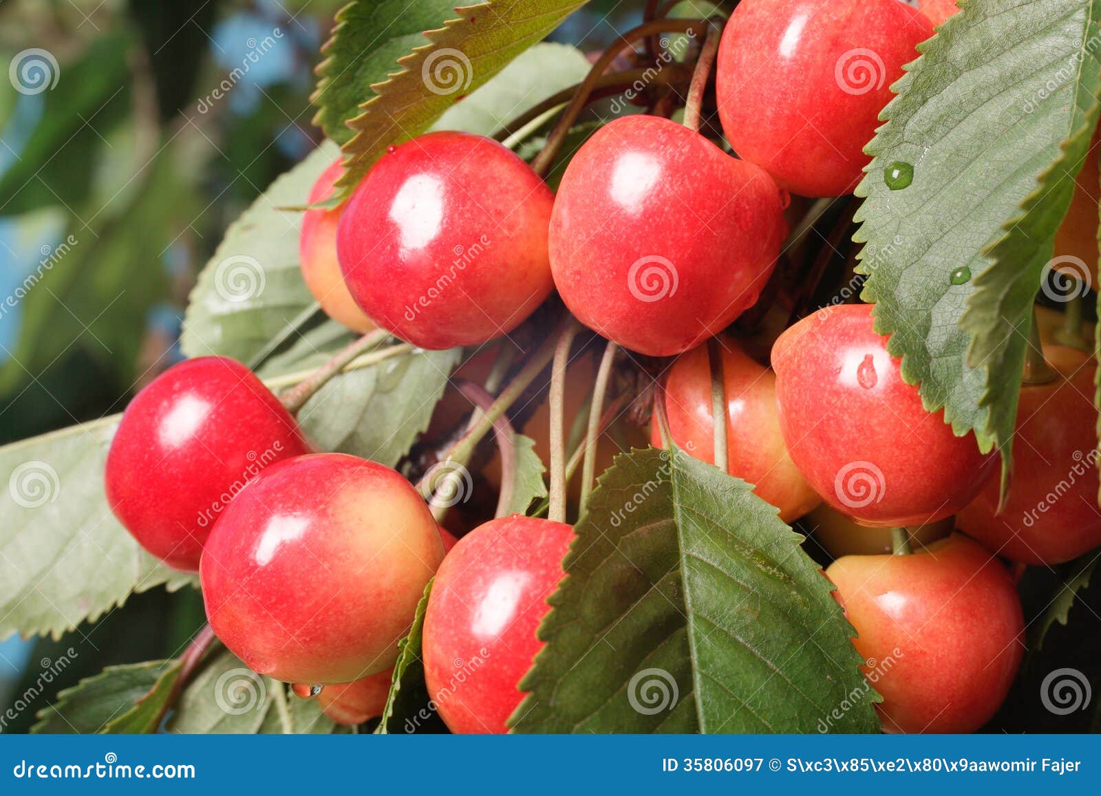 Ripening cherries on tree stock image. Image of harvesting - 35806097