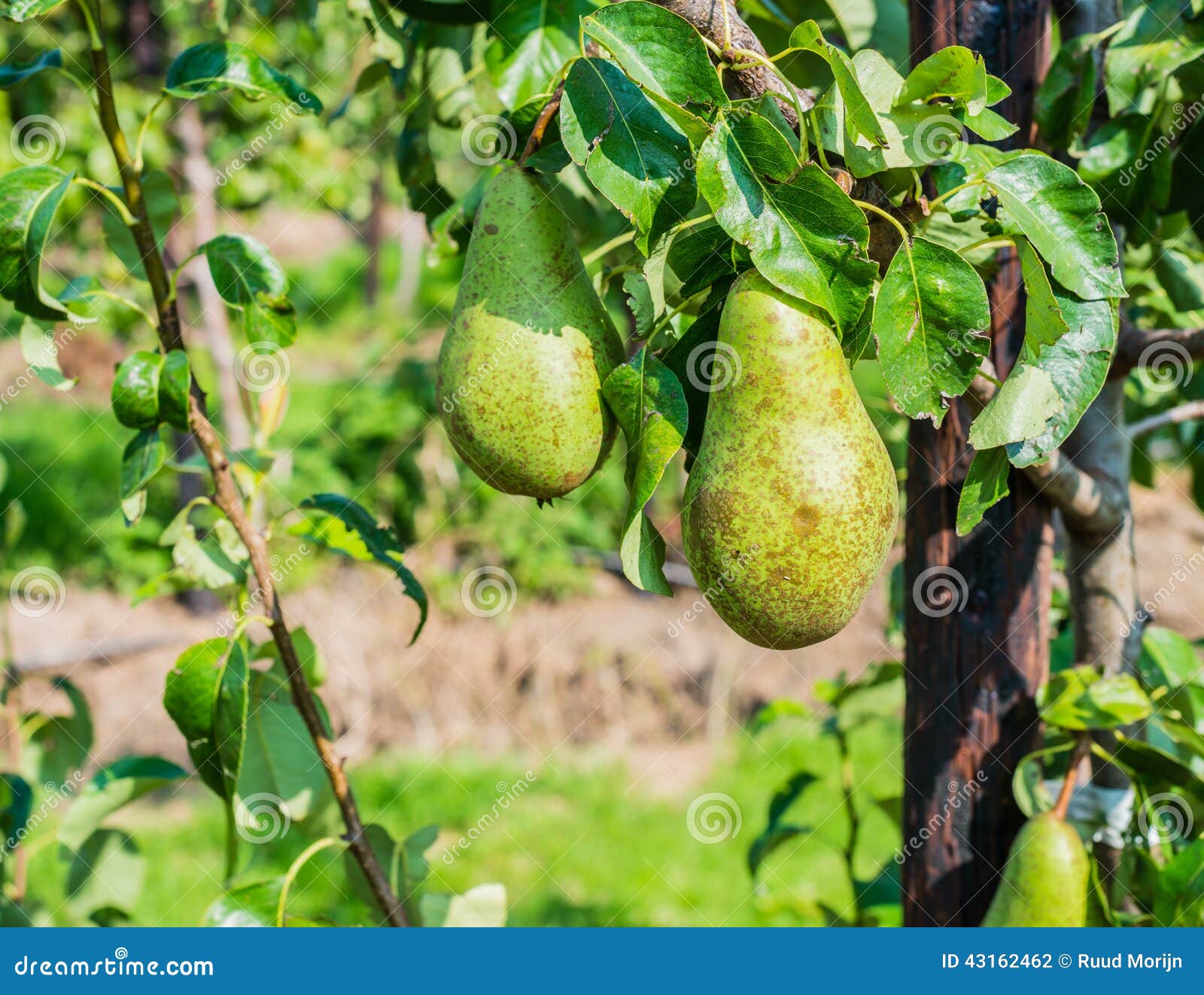 Ripening Conference Pears on the Tree Stock Photo - Image of harvesting ...