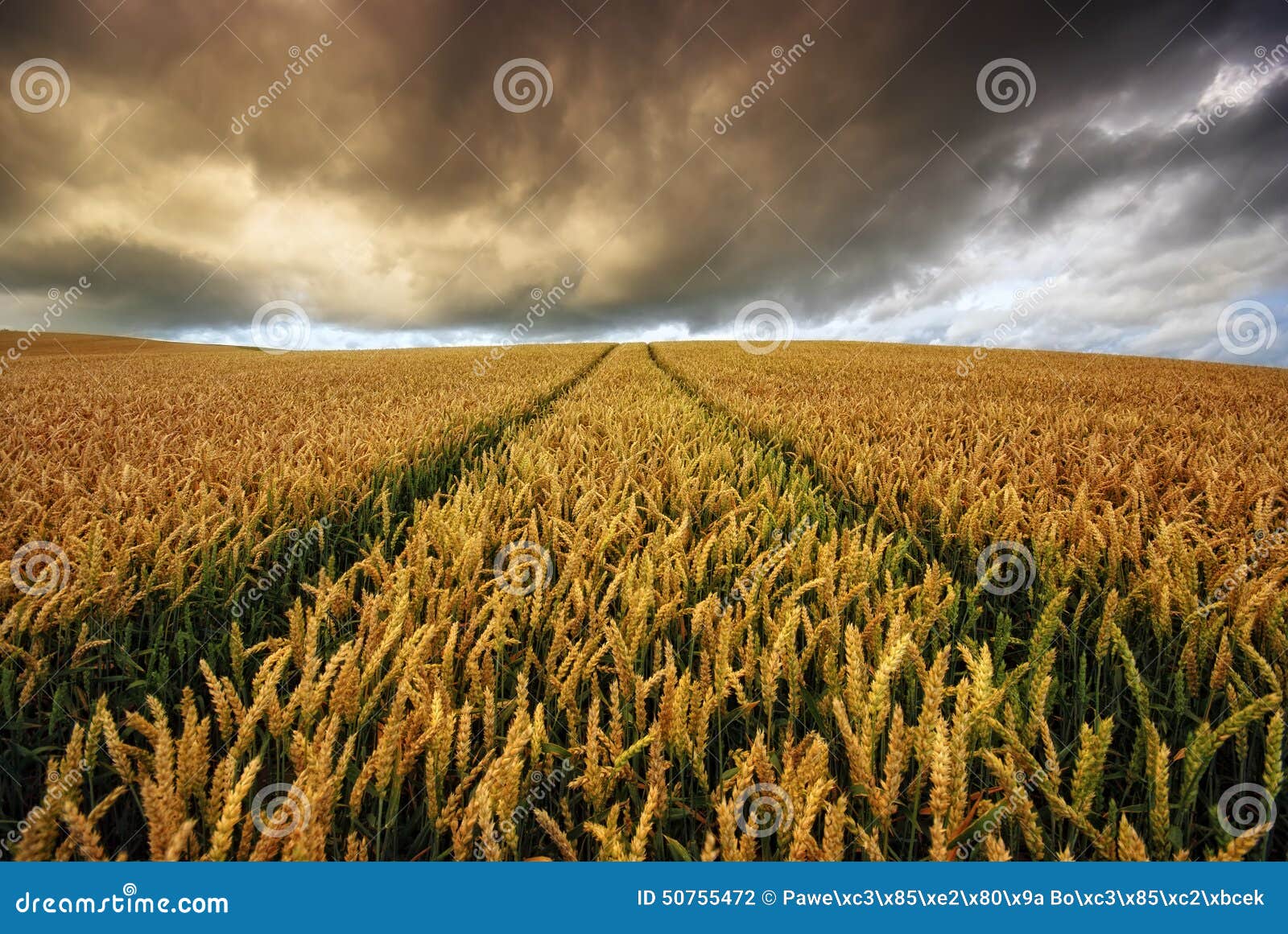 Ripening Corn during a Storm on the Field Stock Photo - Image of ...