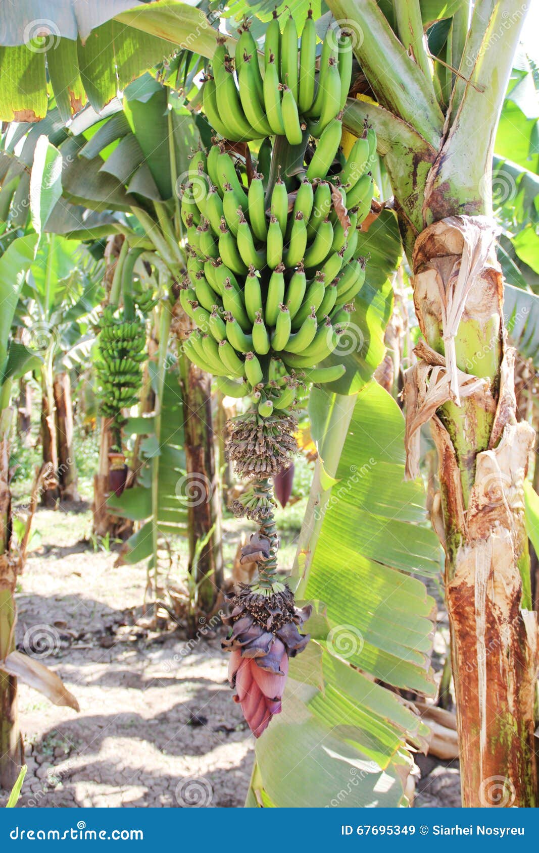 Ripening Fruit of Banana on the Palm Tree Stock Image - Image of crop ...