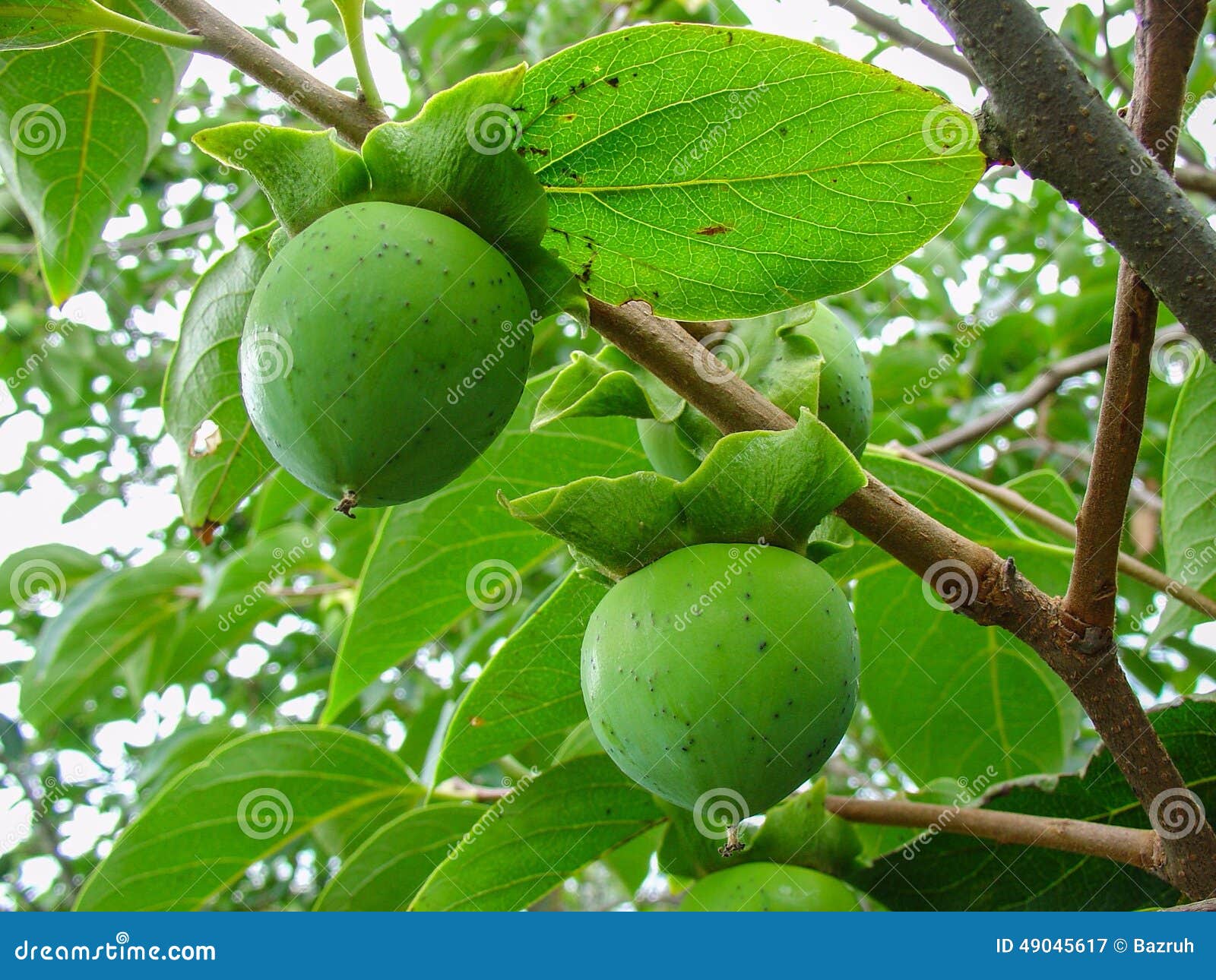 Persimmon on tree stock image. Image of ripening, tree - 49045617