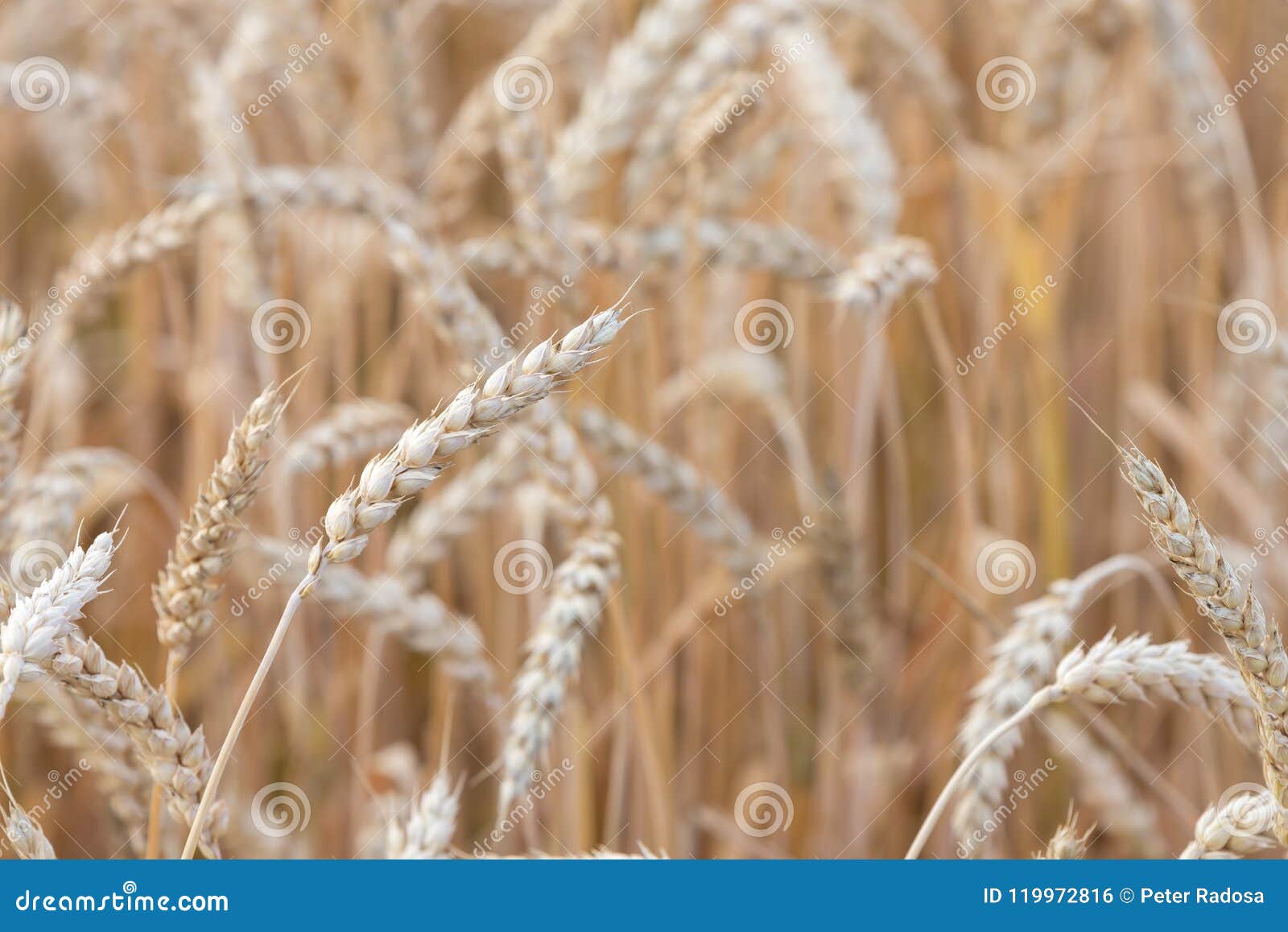 Ripening Grain In The Field Grain On The Field.Grain On The Field ...