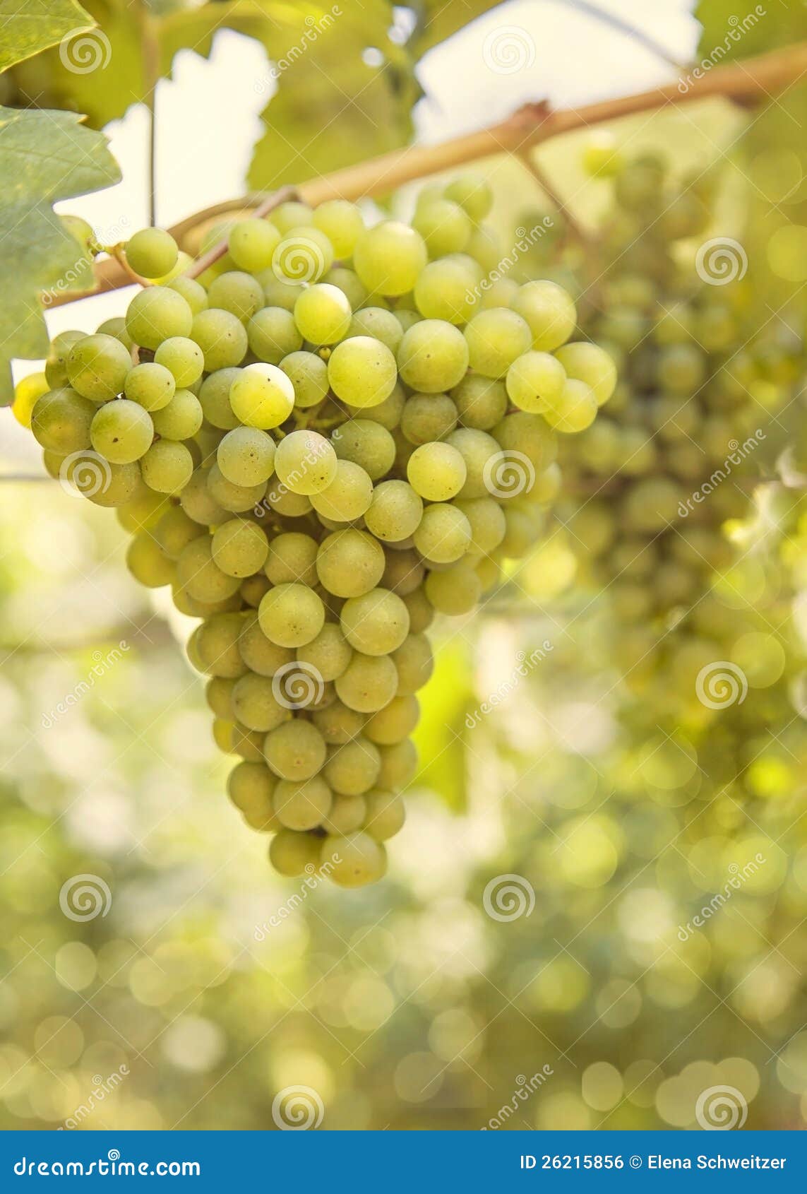 Ripening grape stock photo. Image of lower, summer, nature - 26215856