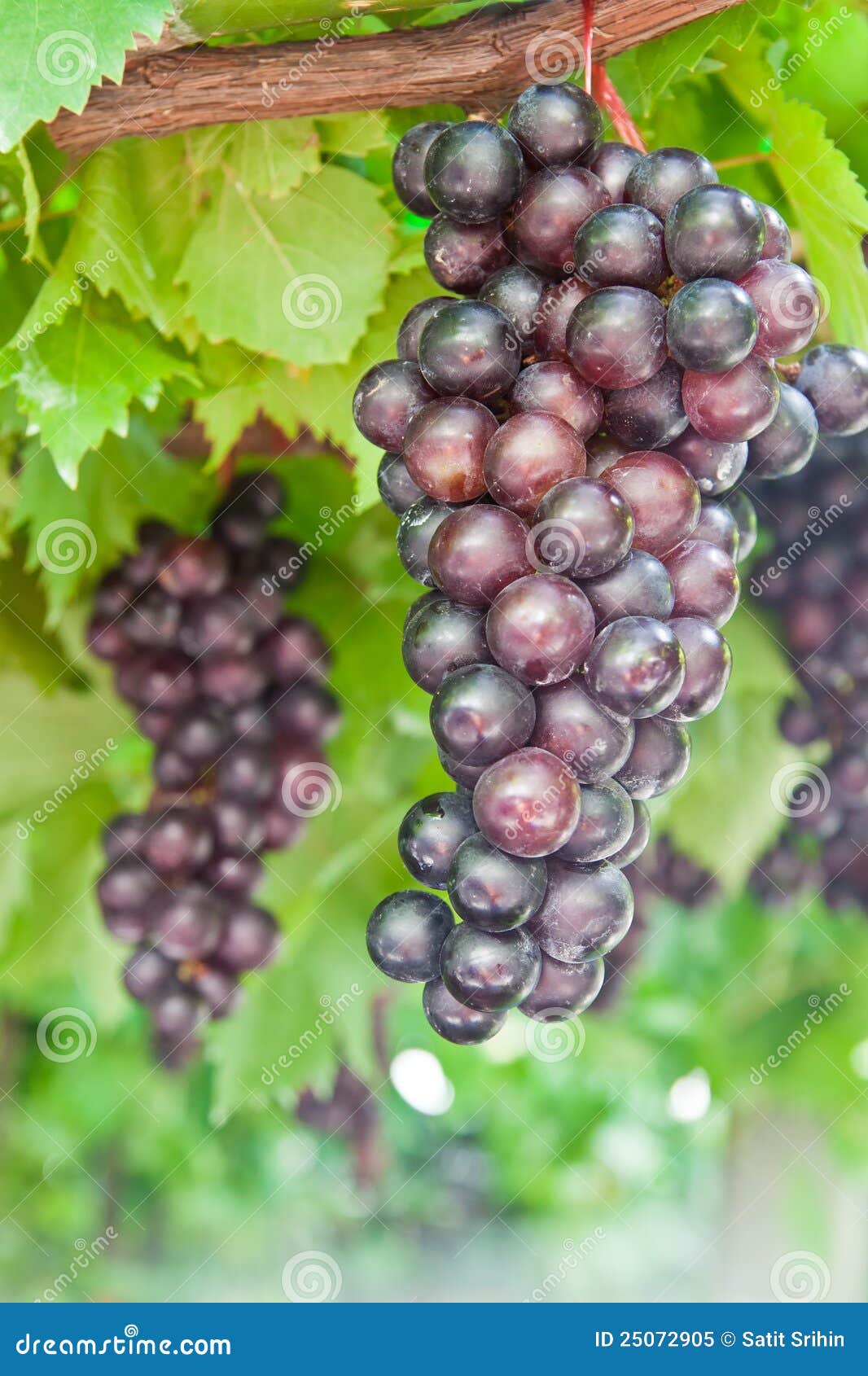 Ripening Grape Clusters on the Vine Stock Image - Image of harvest ...