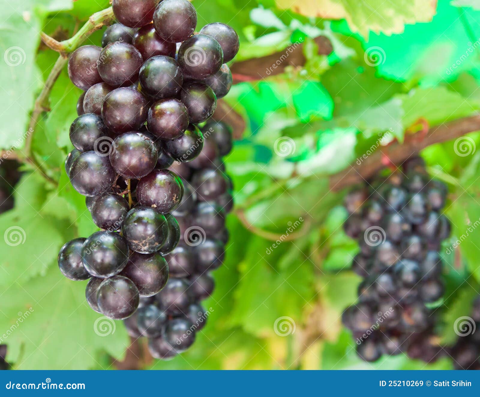 Ripening Grape Clusters Stock Image | CartoonDealer.com #1260421