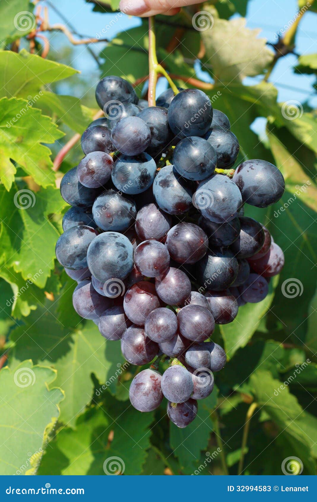 Ripening grape stock image. Image of production, cluster - 32994583