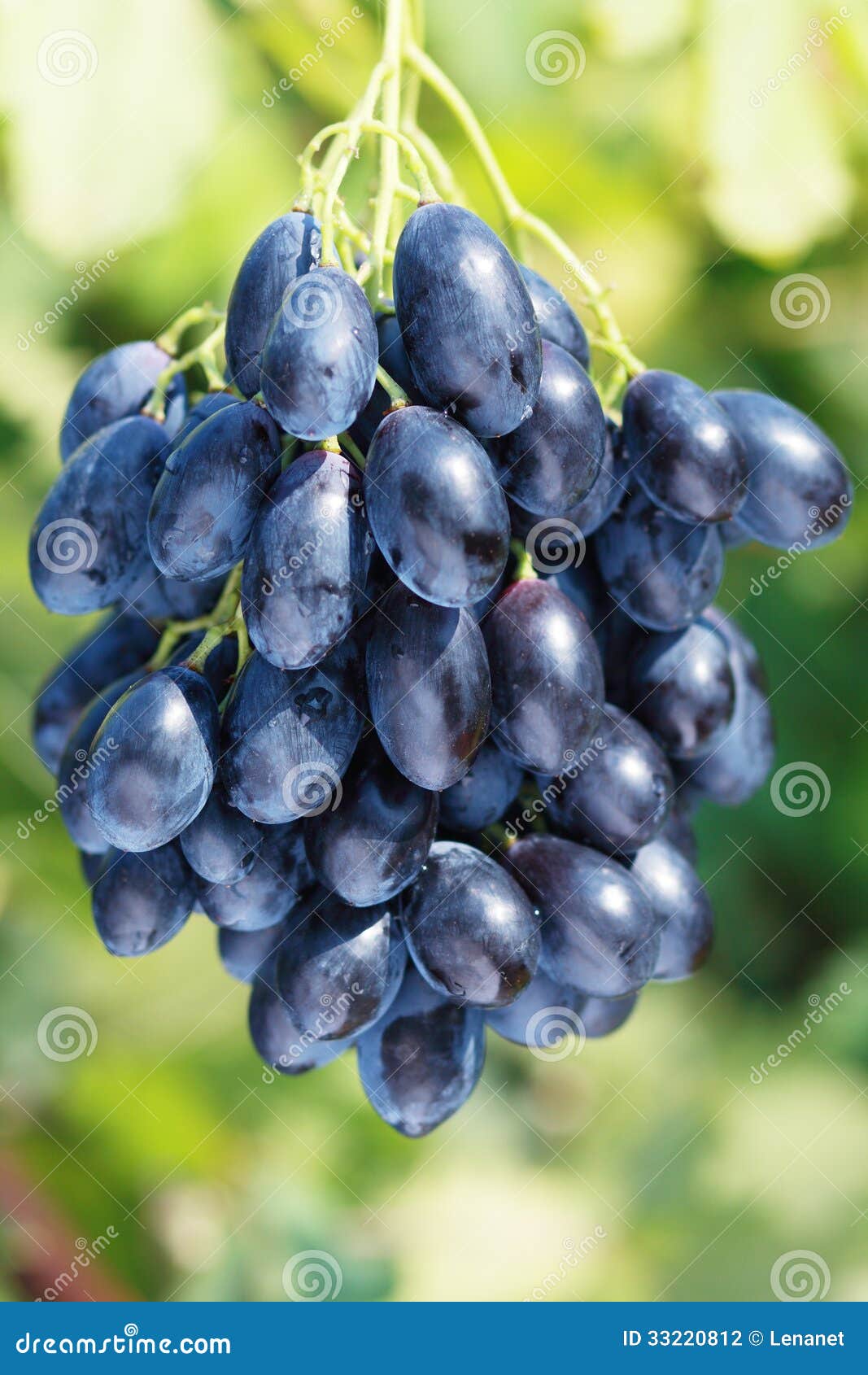 Ripening grape stock photo. Image of black, grape, bluer - 33220812