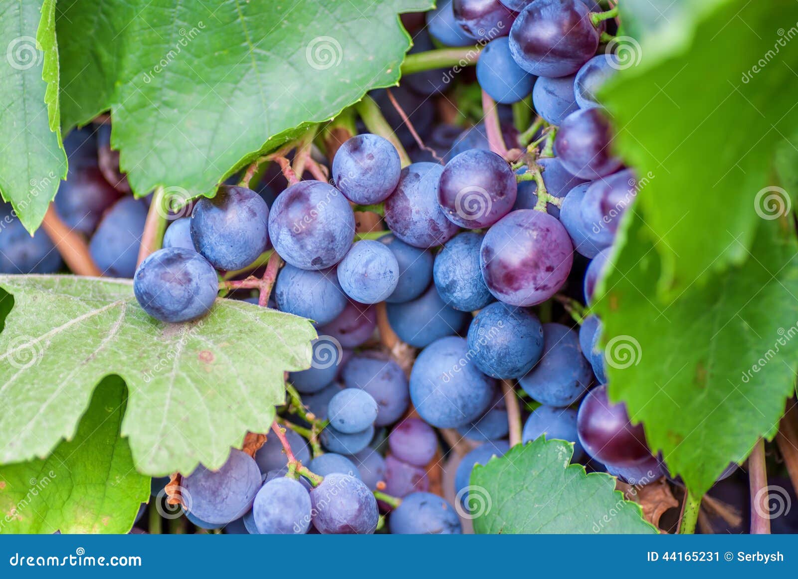 Ripening grape clusters stock image. Image of juicy, horticulture ...