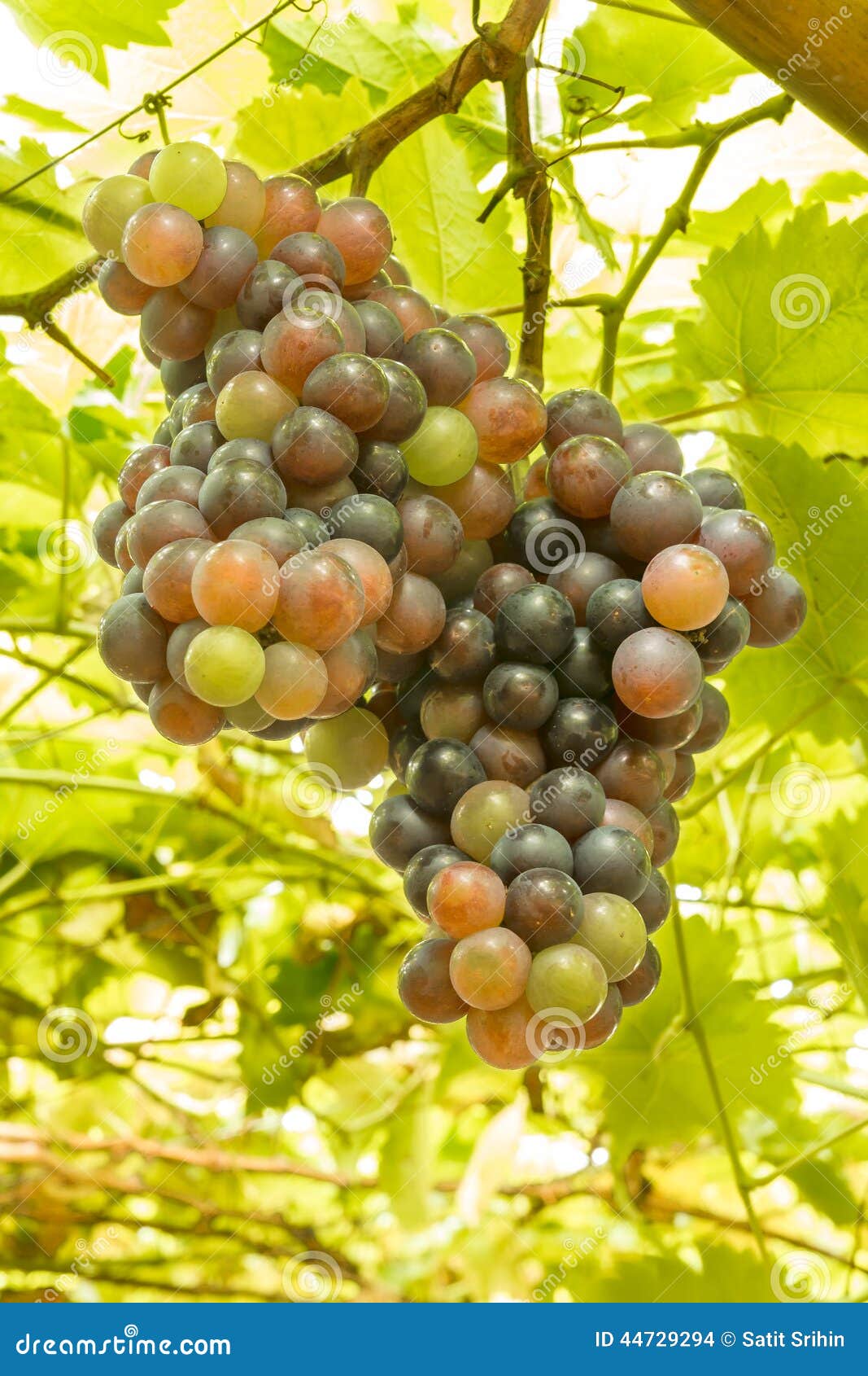 Ripening grape clusters stock photo. Image of growing - 44729294