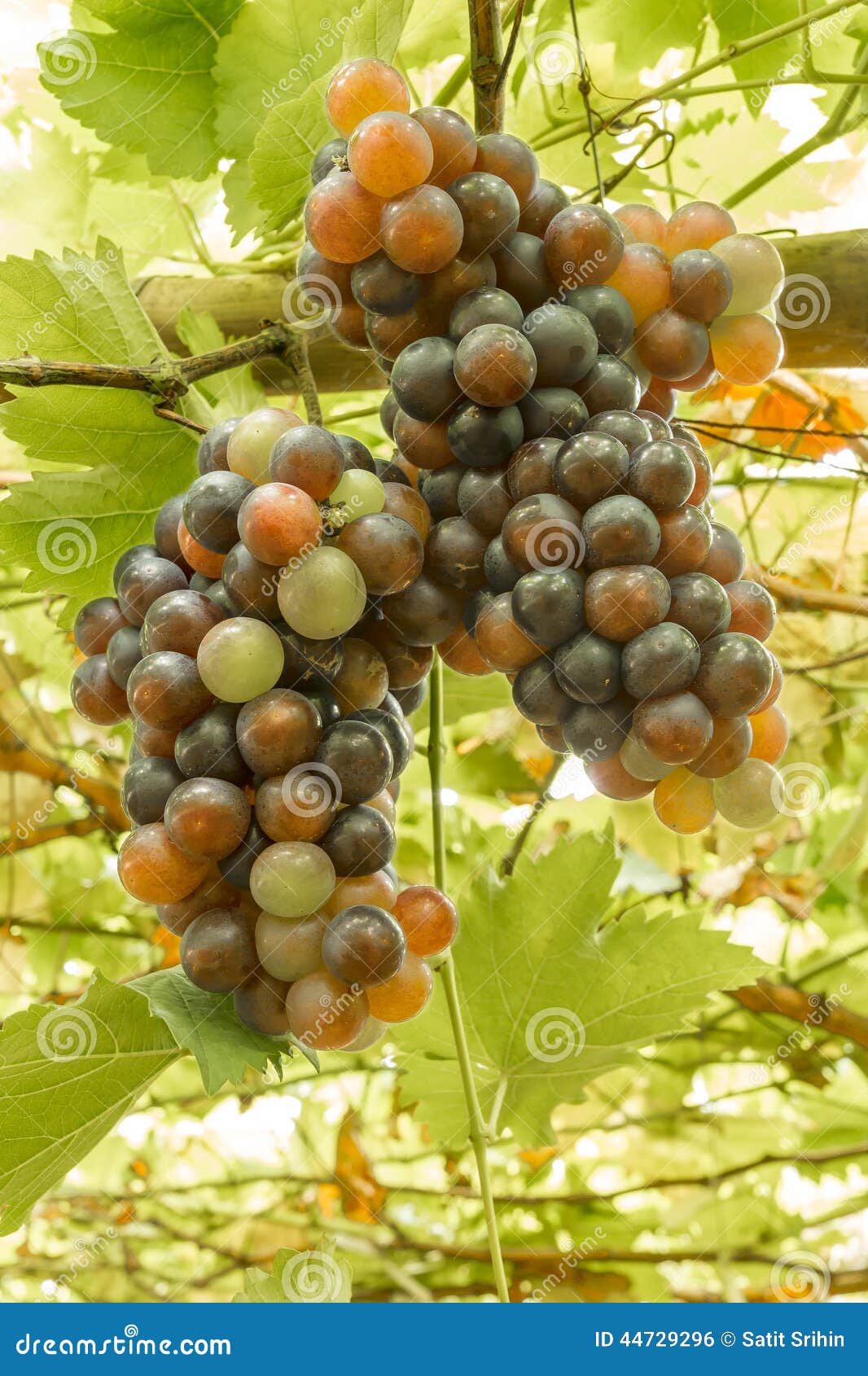 Ripening grape clusters stock photo. Image of natural - 44729296